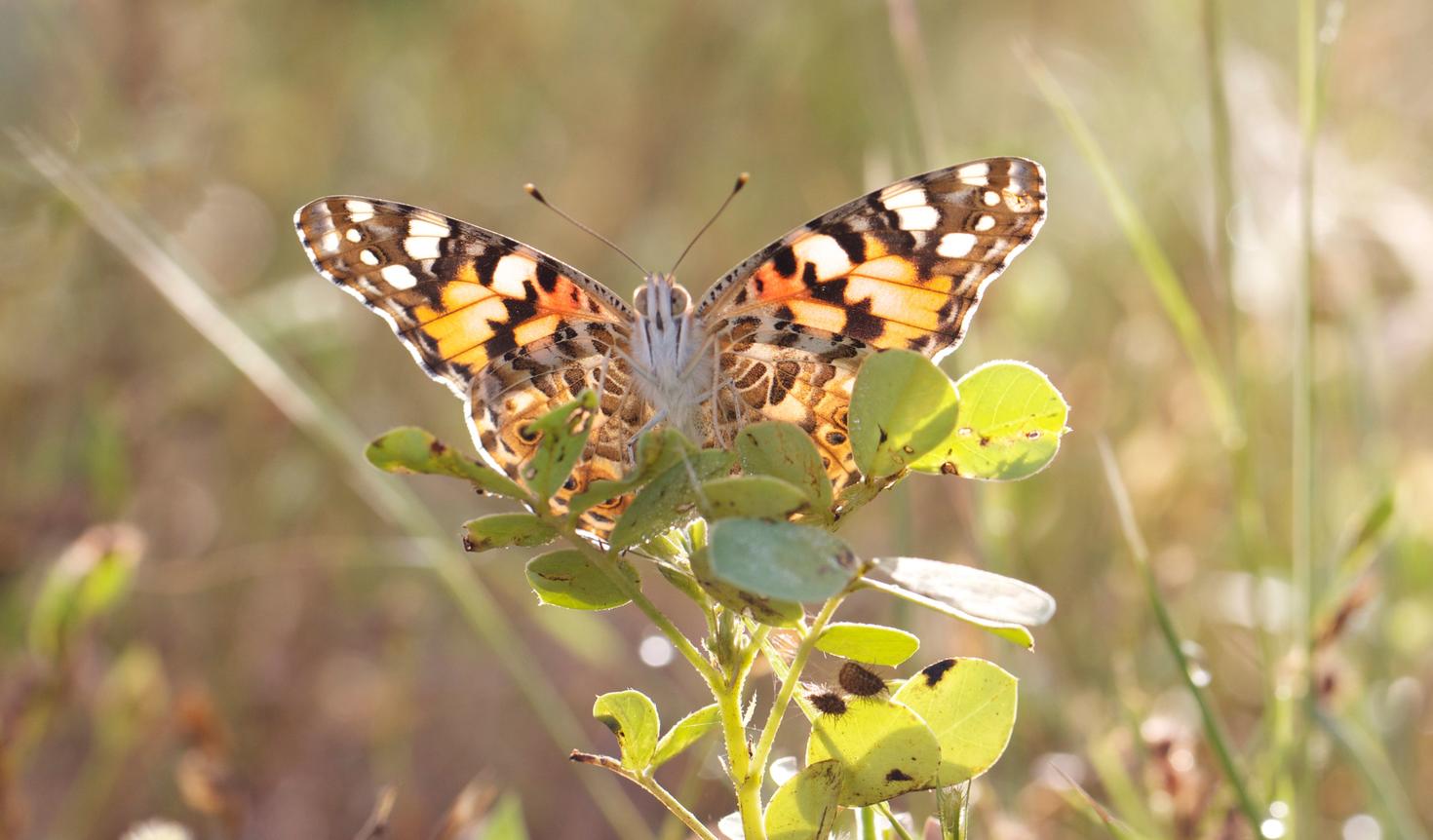 Butterflies’ 2,600-mile transatlantic flight mapped in a world-first