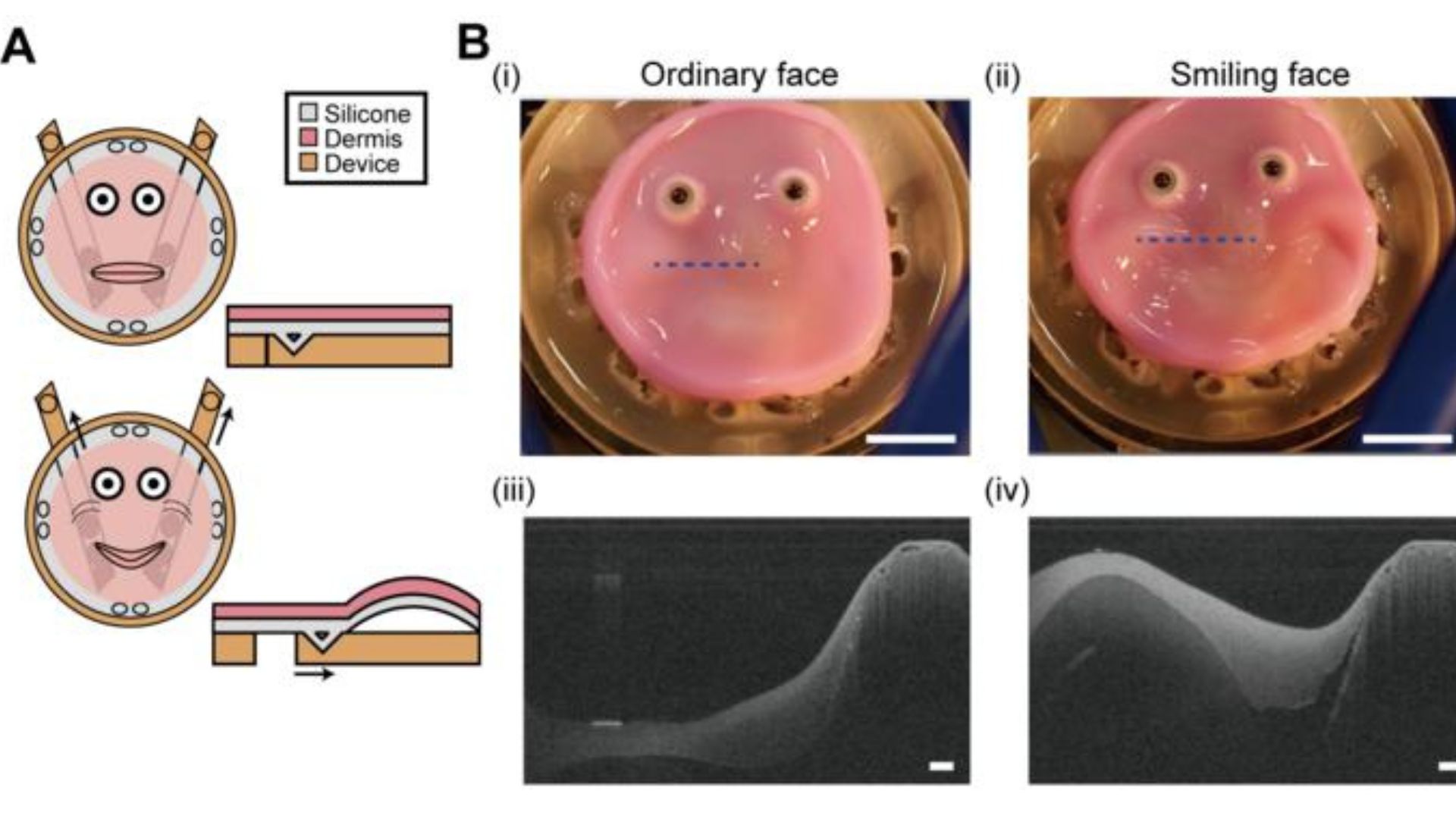 Engineers create first skin tissue compatible with humanoid robots