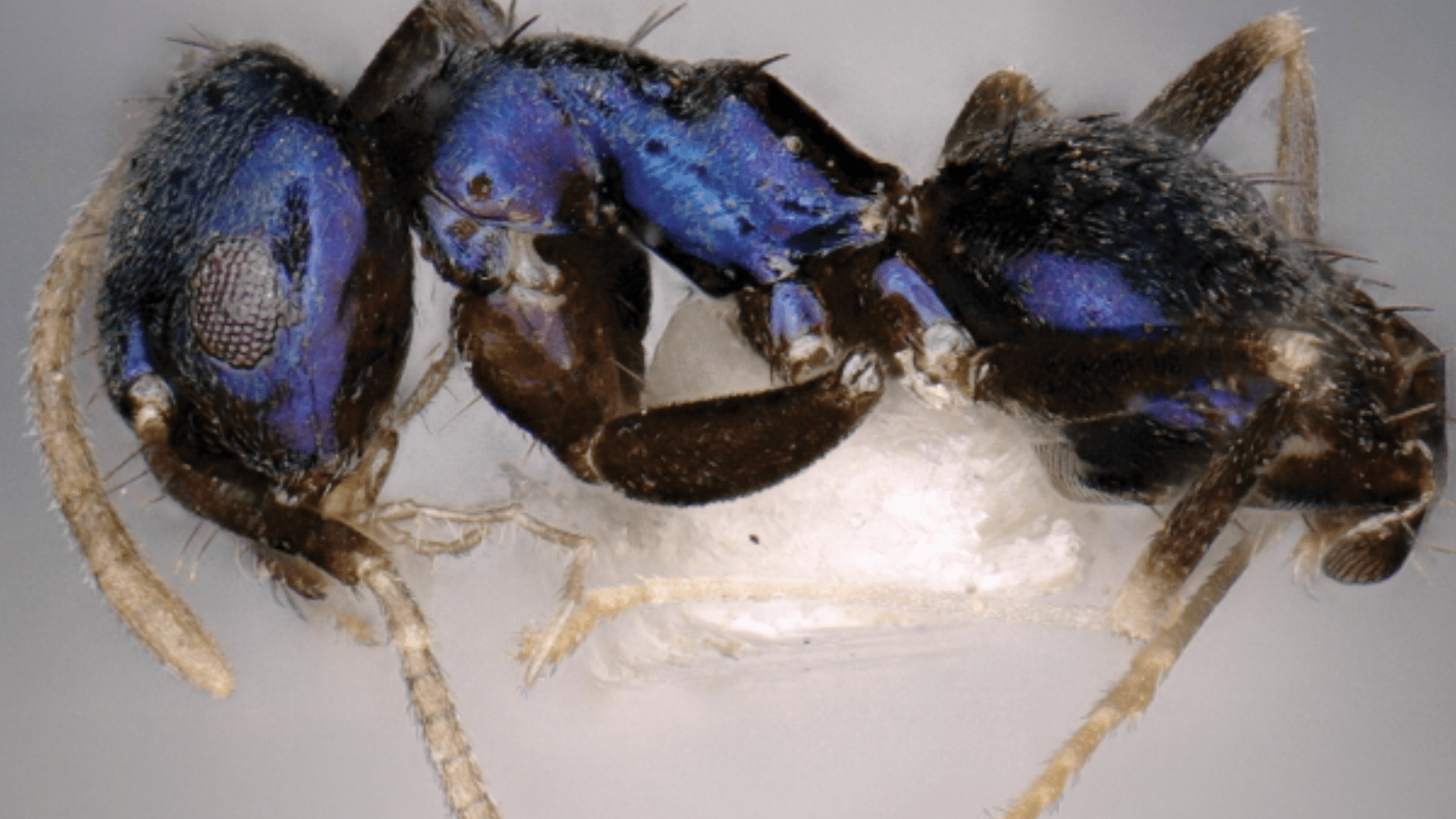 New metallic-blue colored ant species discovered in Indian forest
