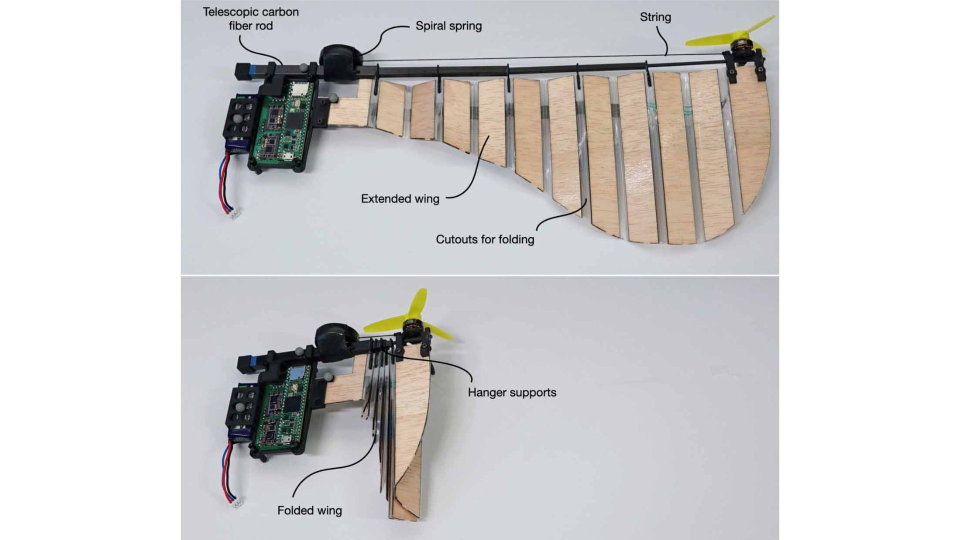 Nature-inspired 'monocopter' folds wings mid-air, dives fast to escape