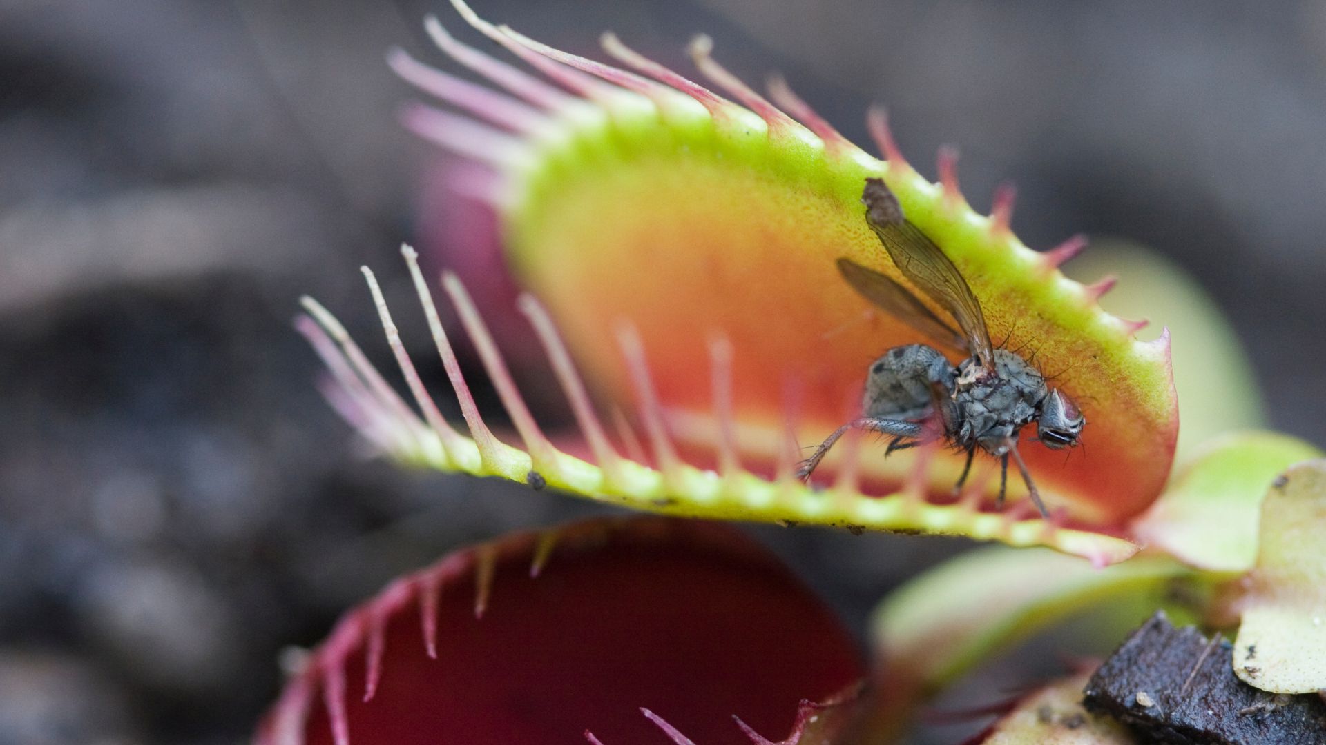 Device mimics Venus flytrap's sensory system, can transform robotics