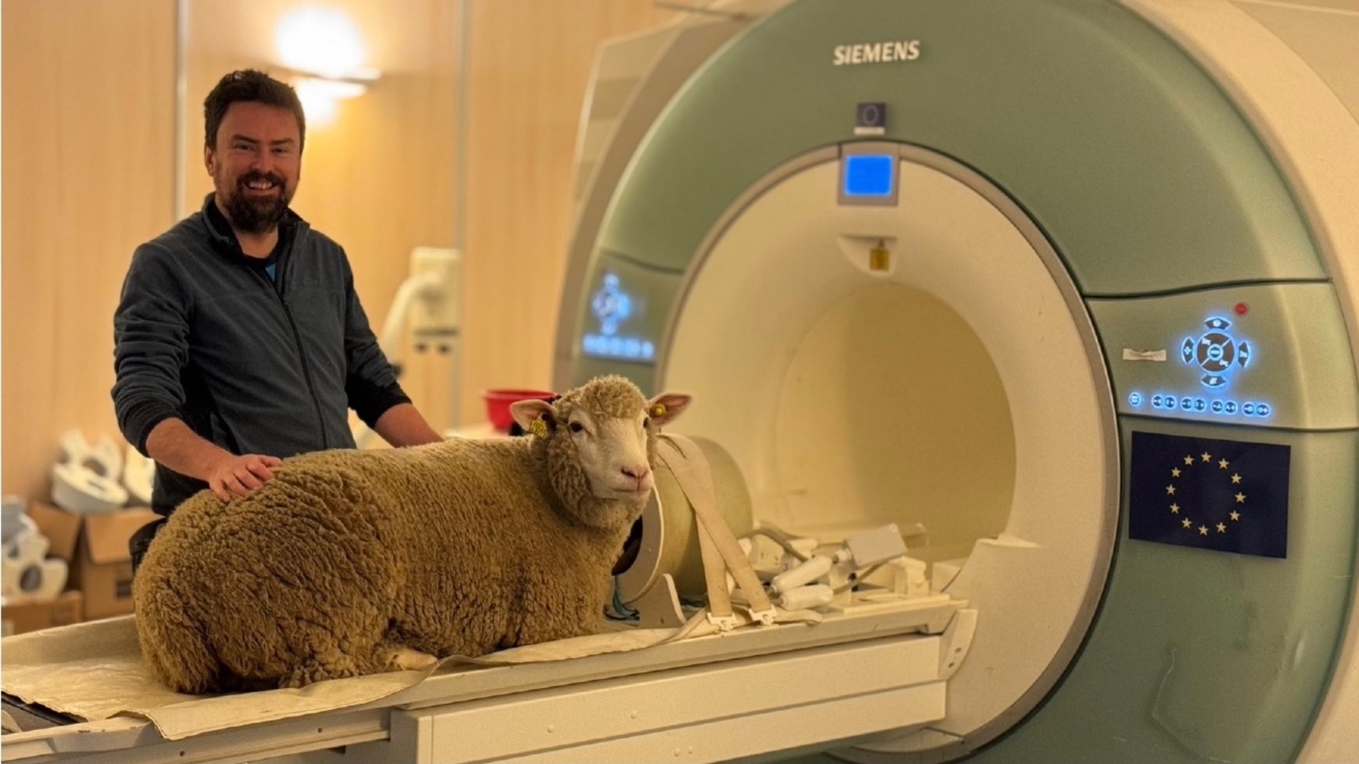 Photos: Scientists train sheep to undergo awake MRI brain scans