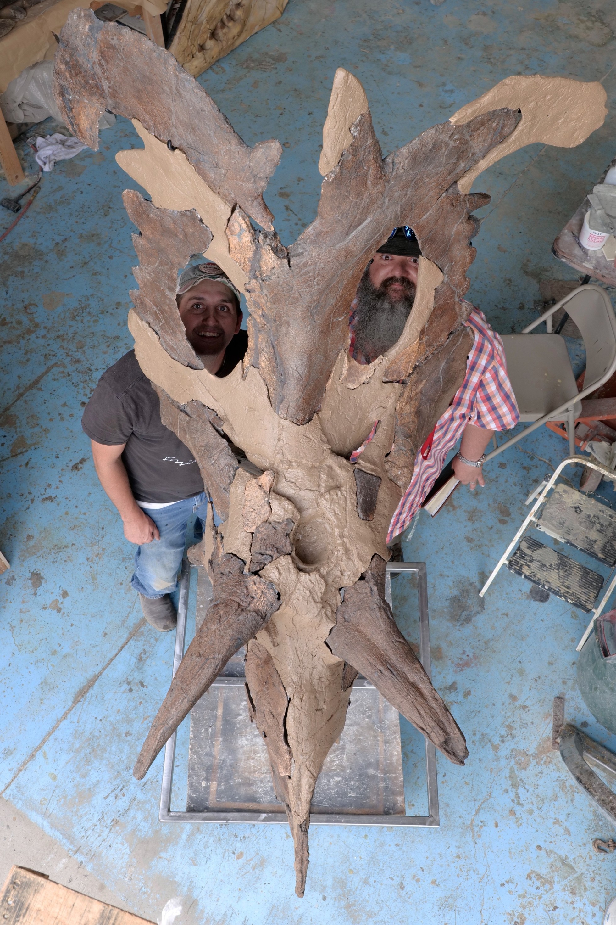 78-million-year-old 'Loki' dinosaur found with bladelike horns