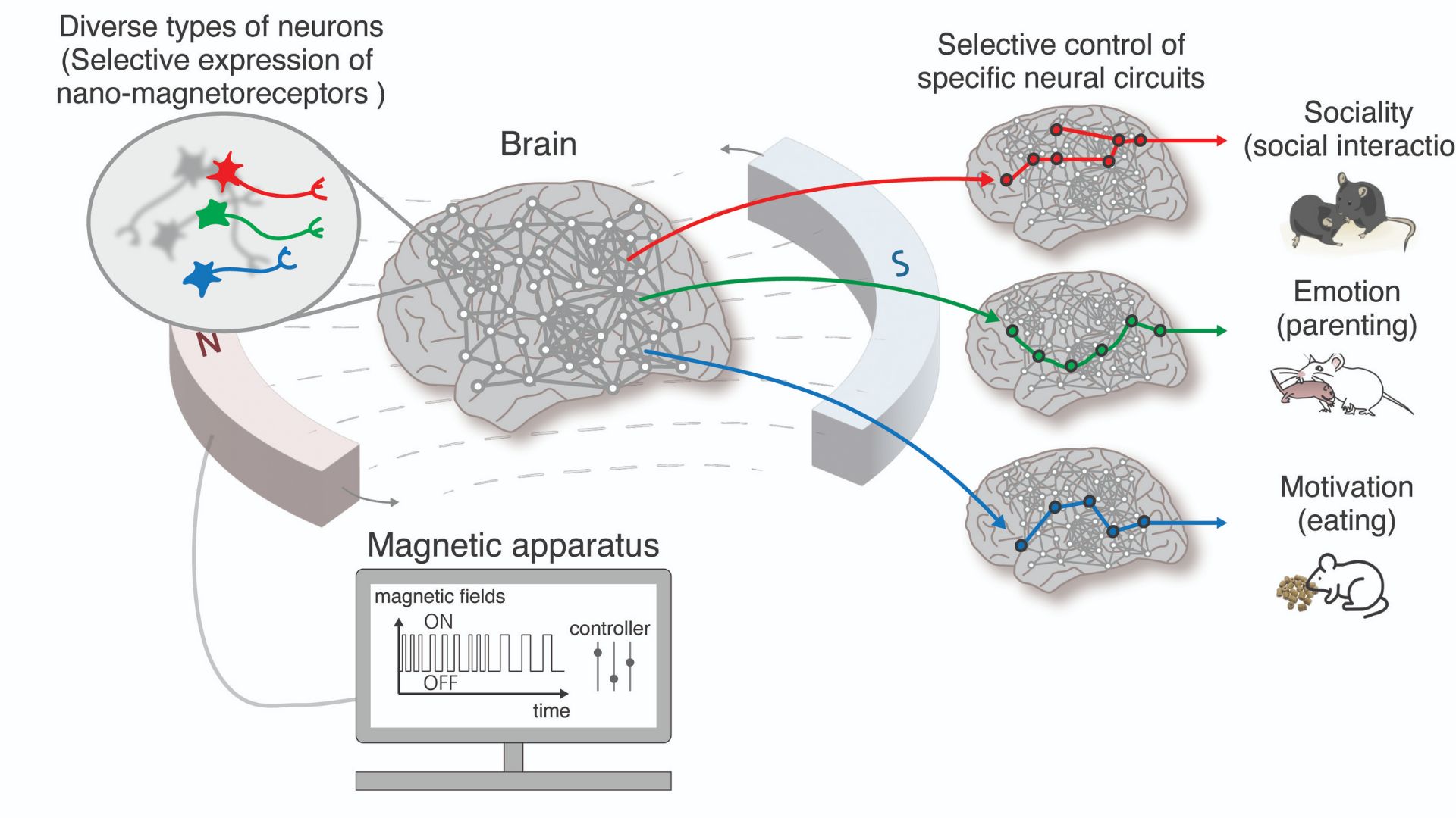 Nano MIND: Scientists use magnetism to brain-control mice wirelessly