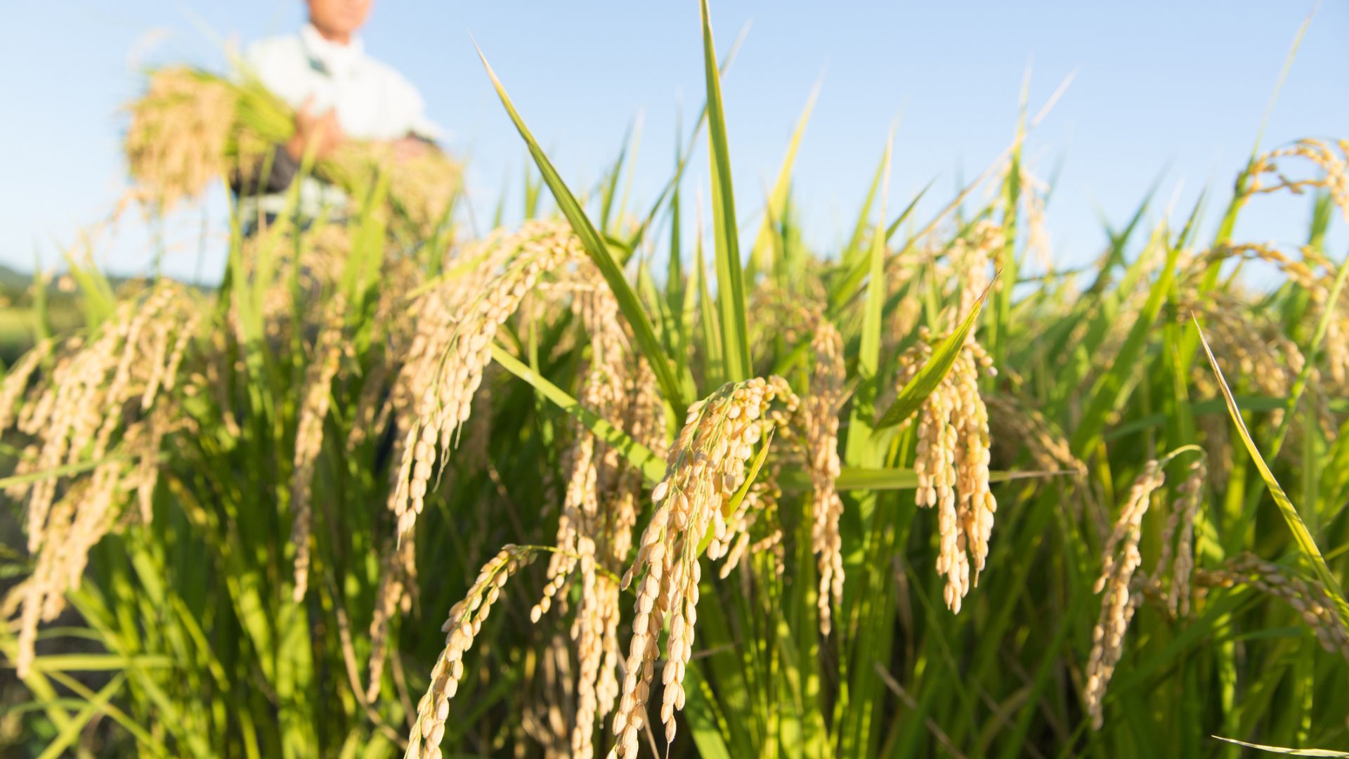 Startup’s tricks drop methane emission from rice cultivation by 35%