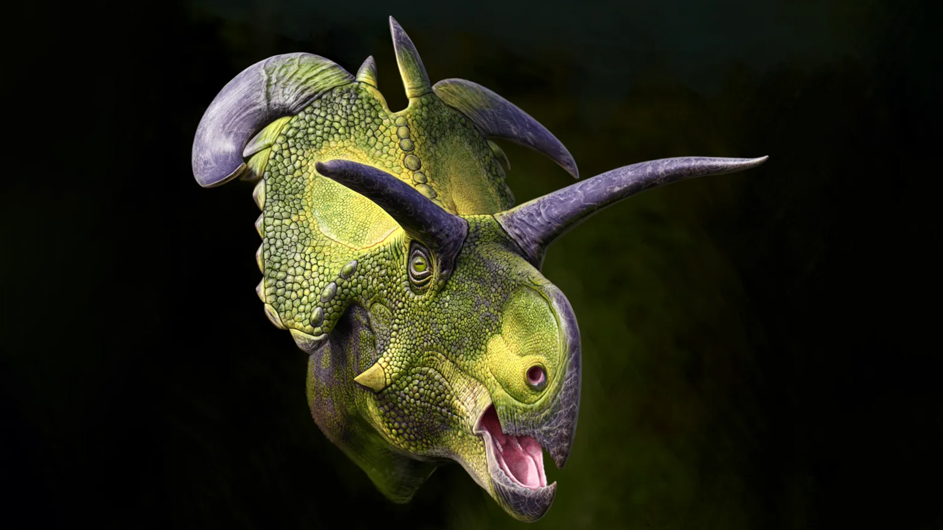 78-million-year-old 'Loki' dinosaur found with bladelike horns