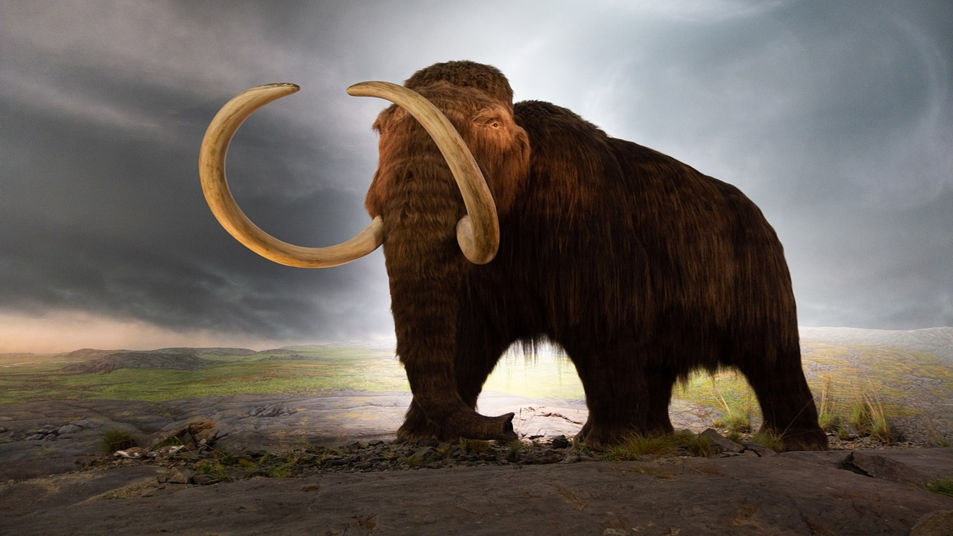 Woolly mammoth extinction linked to pollen allergies, study shocks
