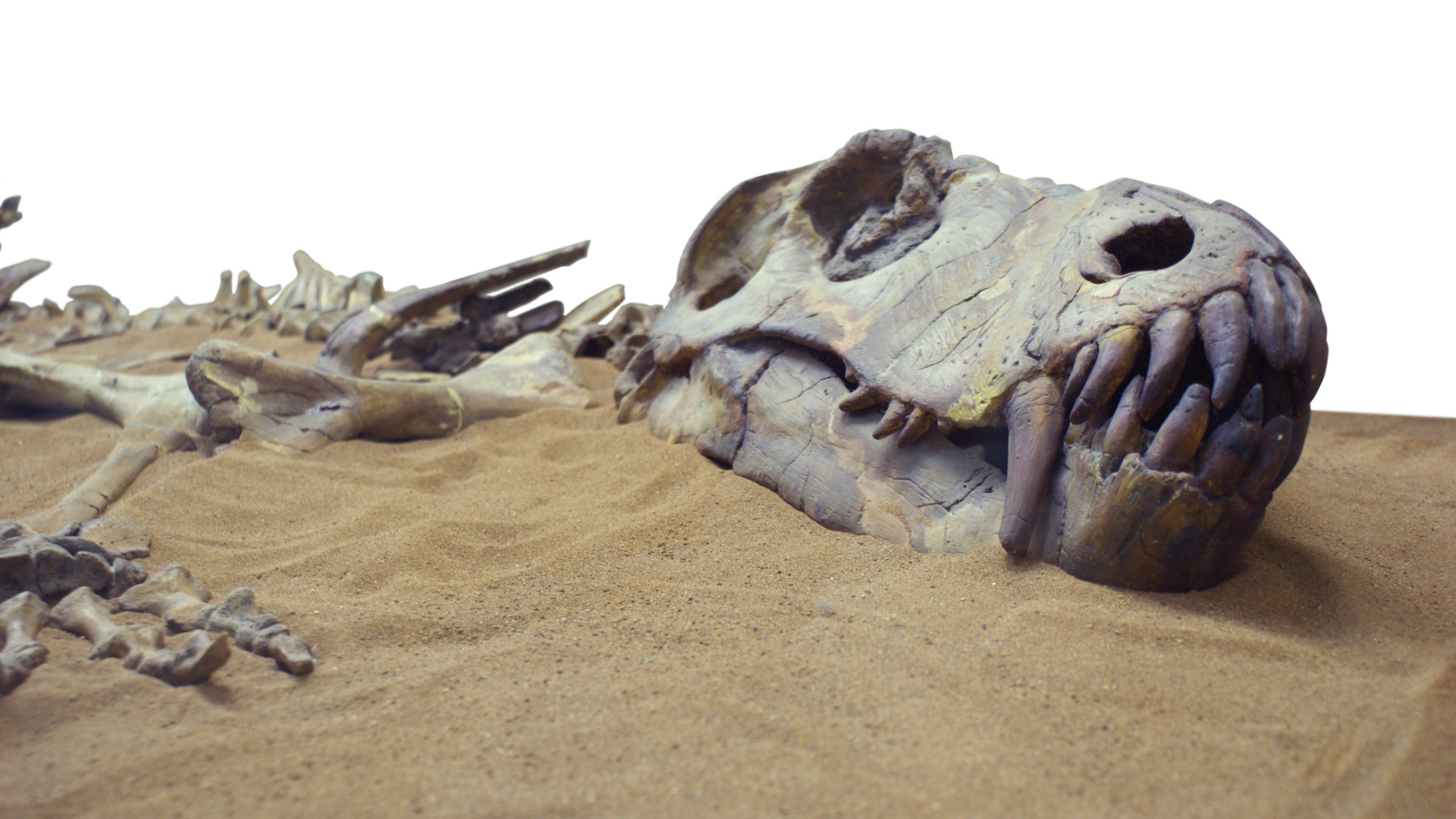 First Dinosaur Fossil