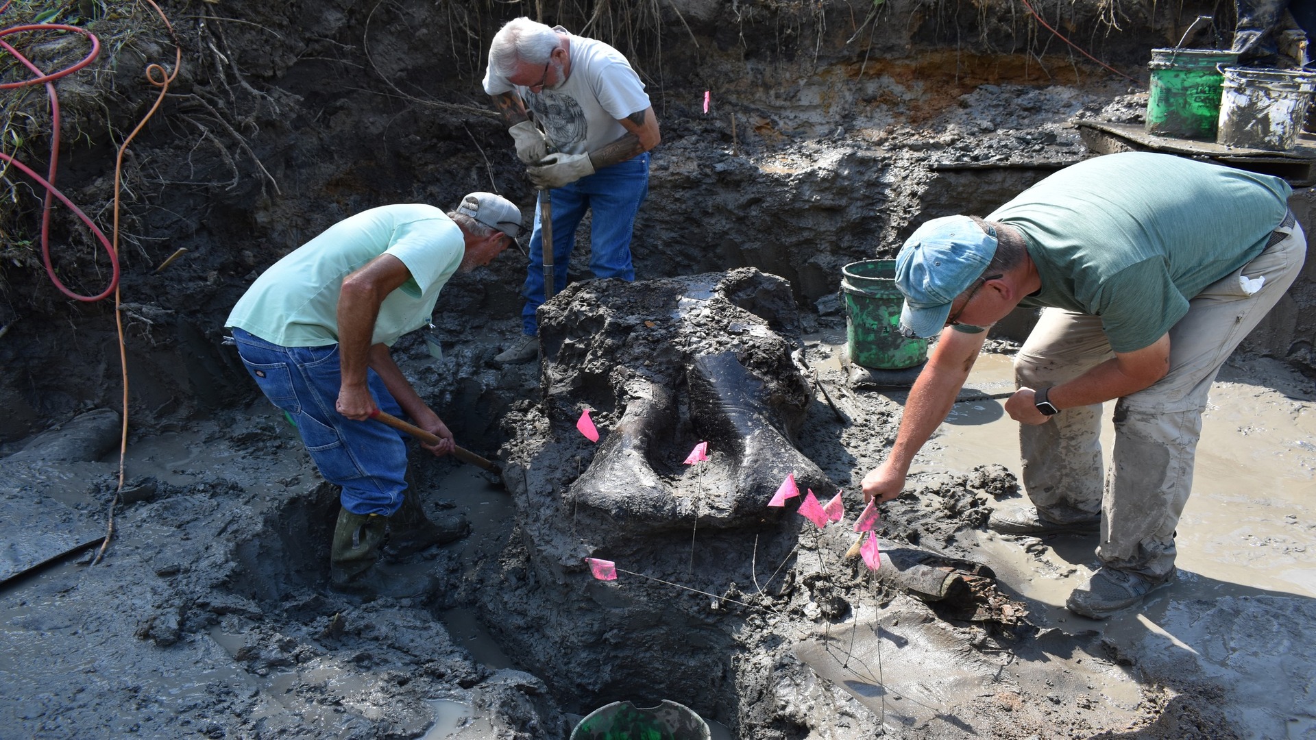 13,600-year-old remarkably intact mastodon skull discovered in Iowa