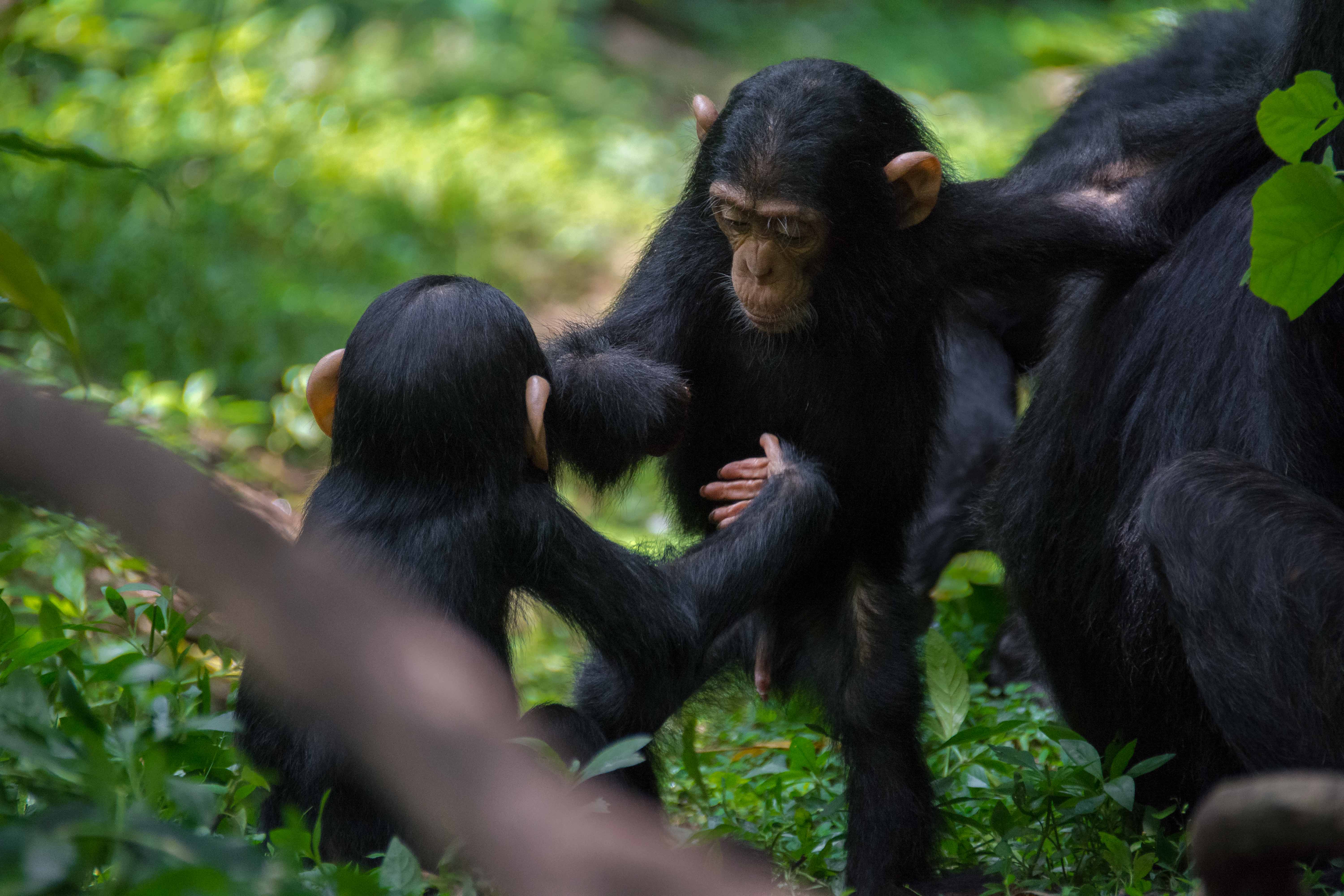 Chimp gestures reveal striking similarities to human conversations