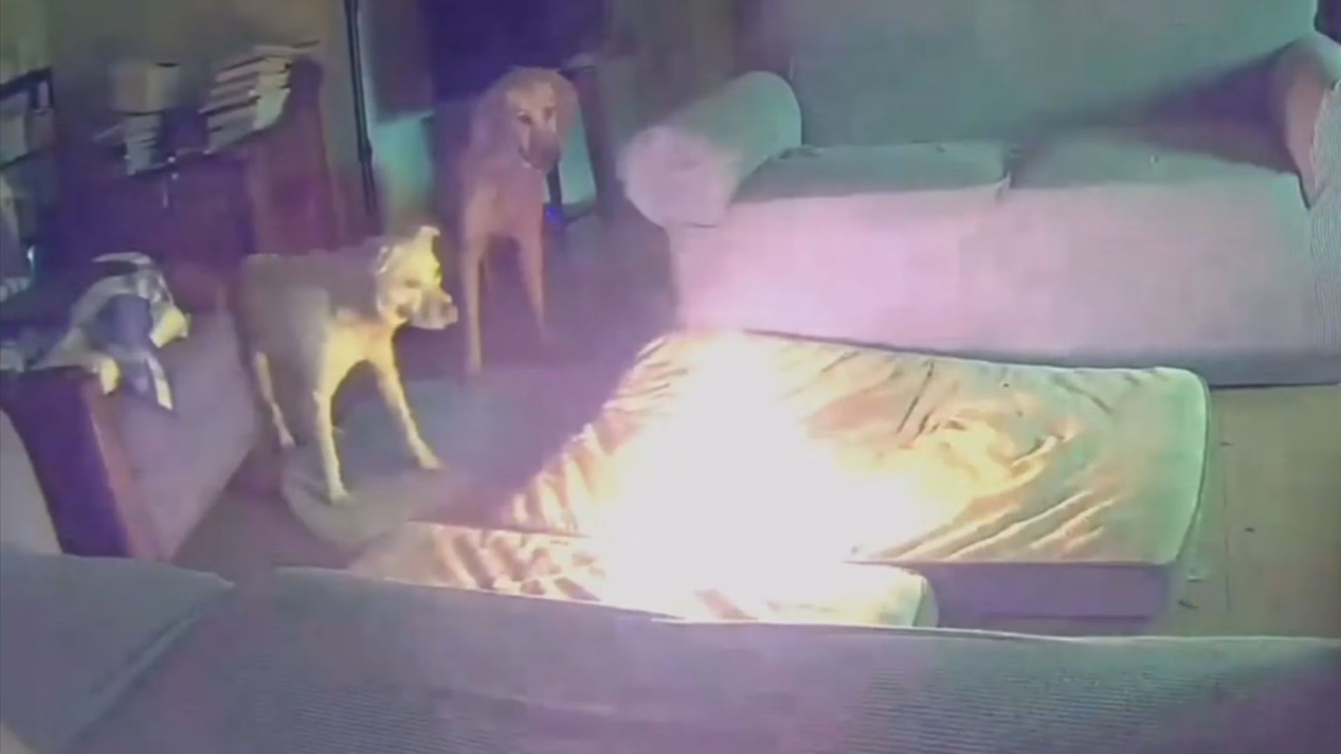 Dog chews lithium battery in US, sets house on fire