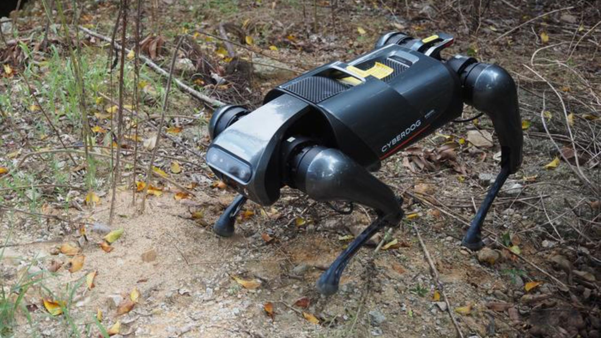 CyberDog: AI robot dog unleashed to battle destructive fire ants