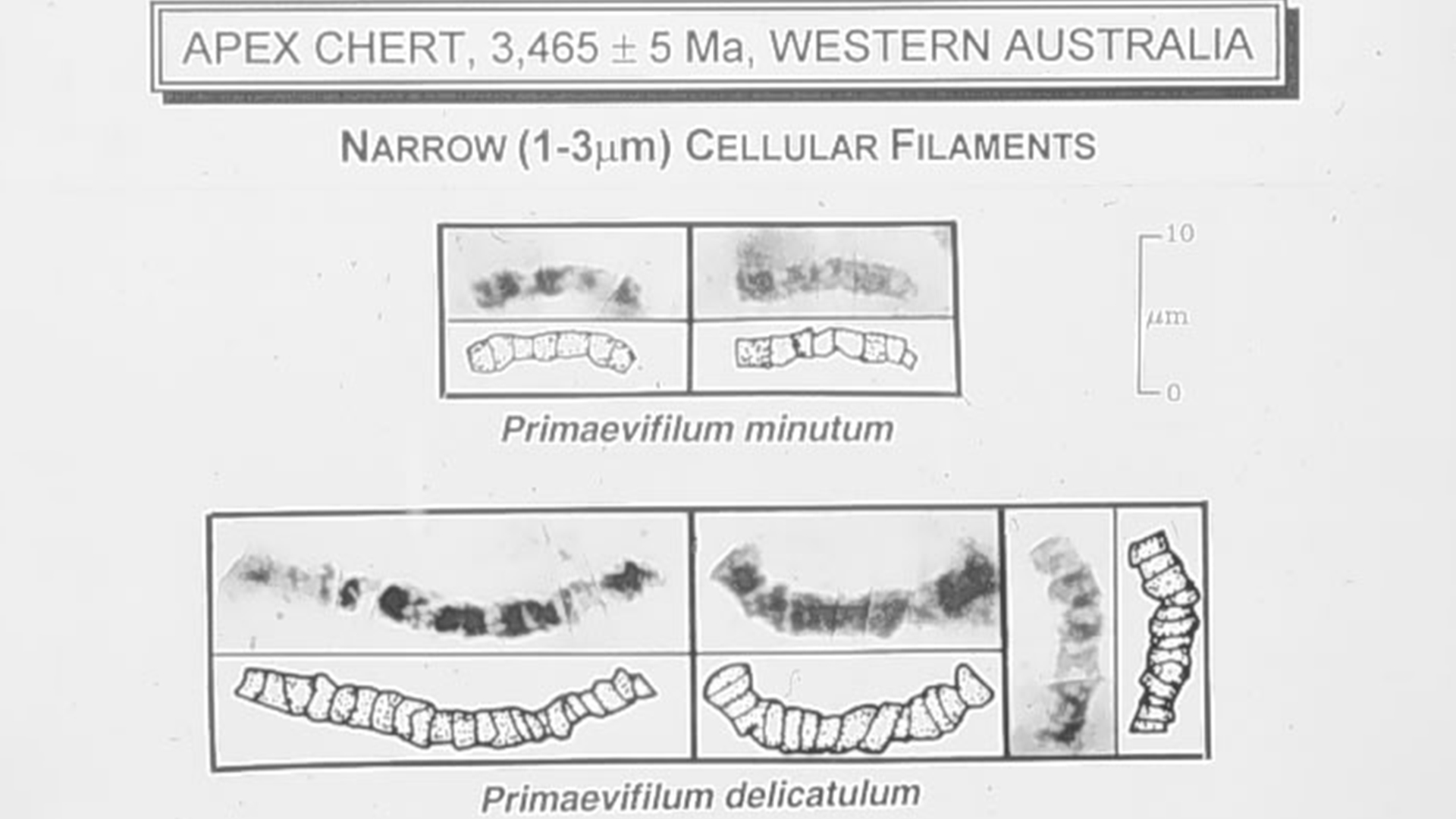 Earth's most ancient fossils and what they tell us