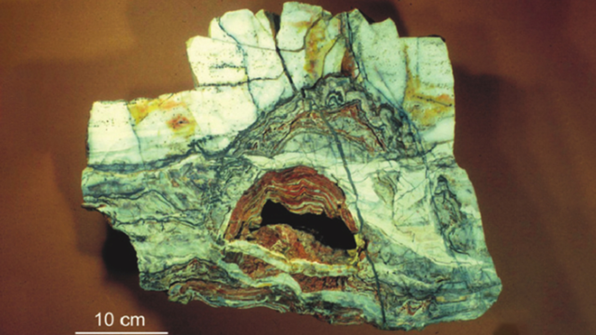 Earth's most ancient fossils and what they tell us