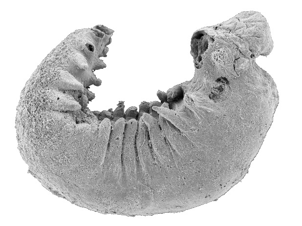 Scientists find intact brain in half-a-billion year-old worm fossil