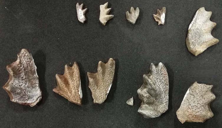 210 million-year-old lungfish existed when dinosaurs just emerged