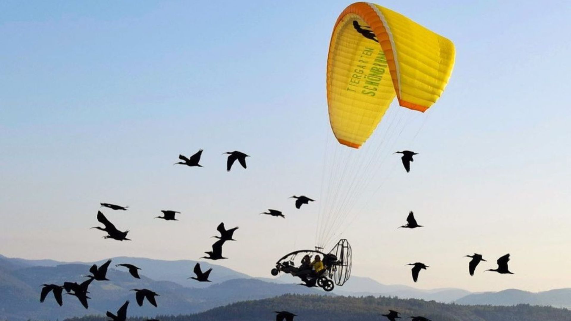 Photos: Near-extinct bird’s comeback aided by angles on aircrafts