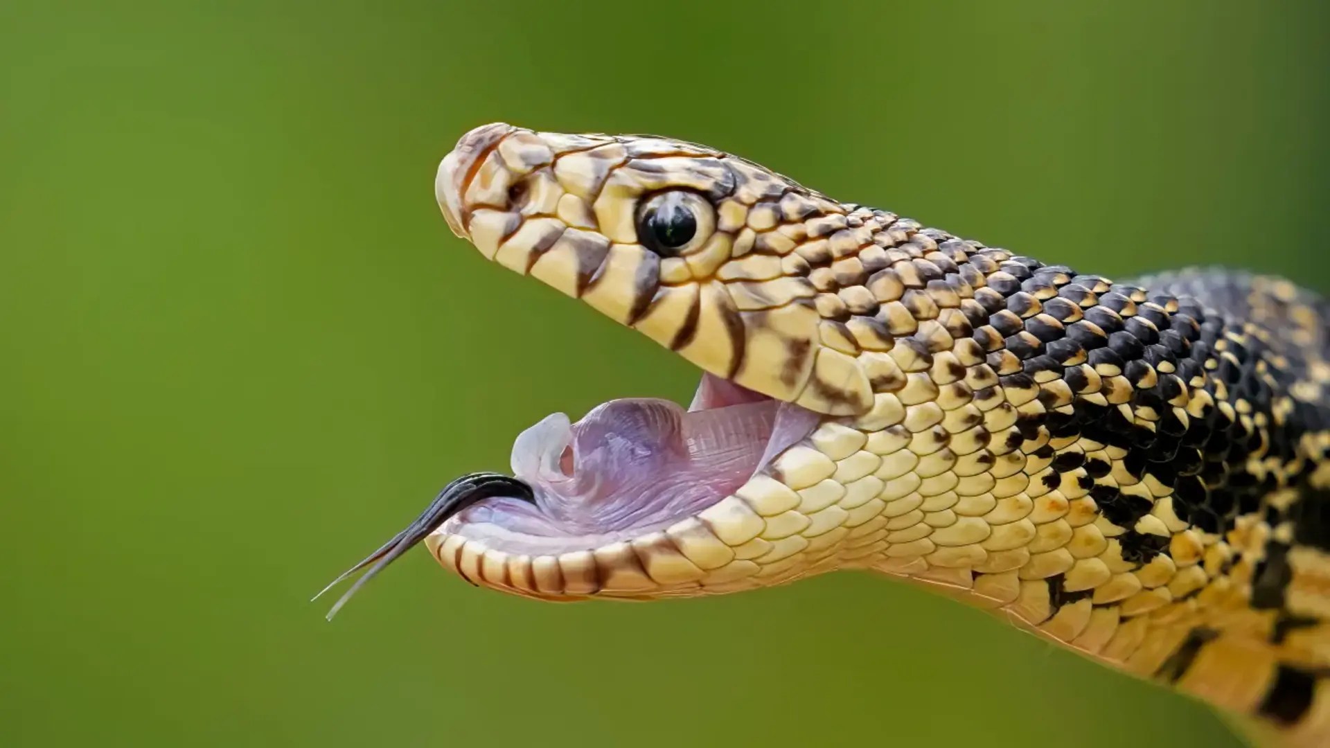 World-first snakelets born from frozen semen to save the species