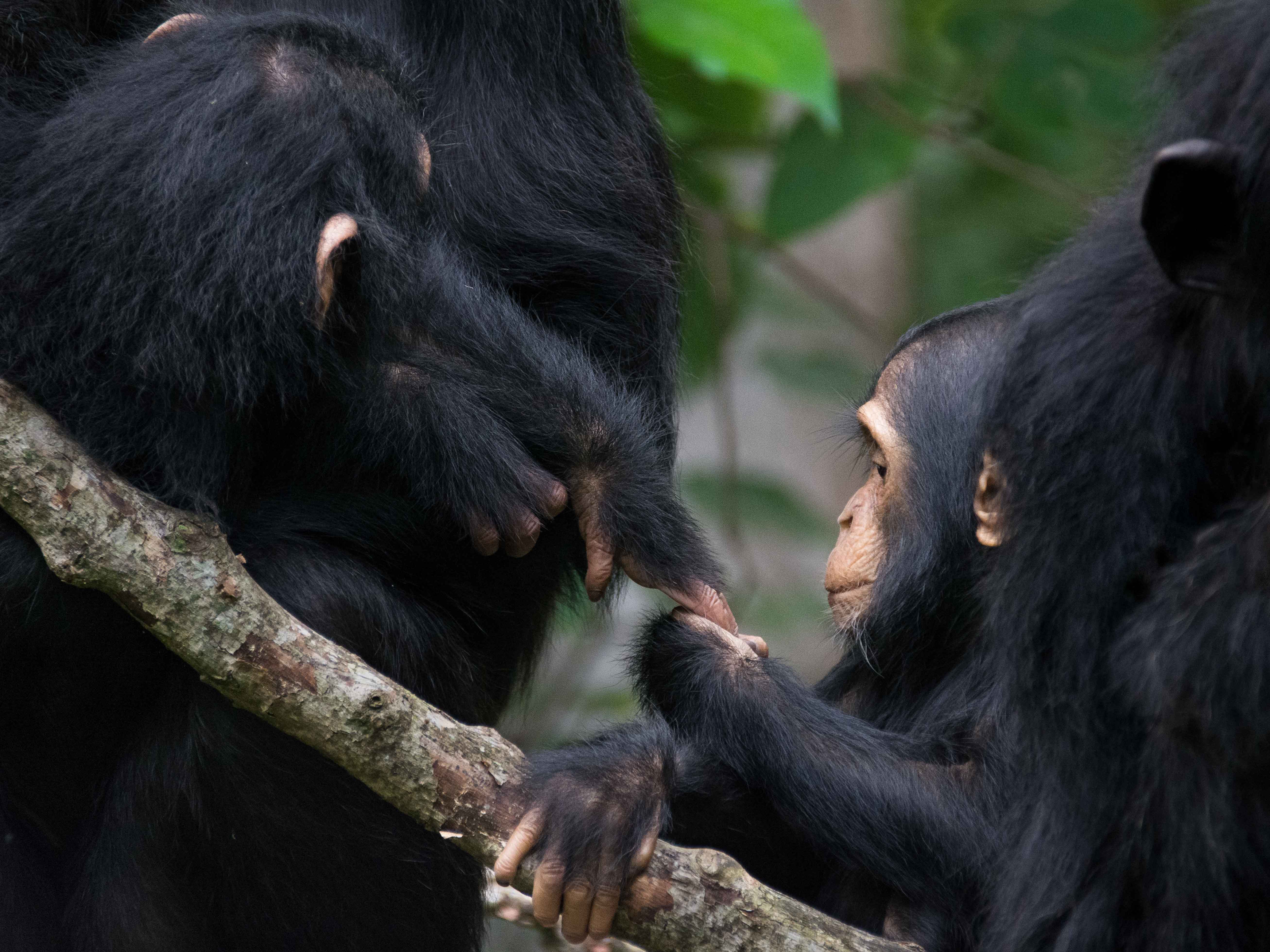 Chimp gestures reveal striking similarities to human conversations