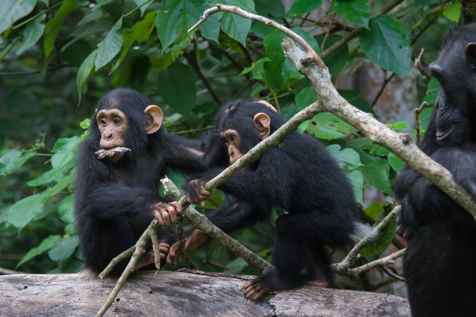 Chimp gestures reveal striking similarities to human conversations