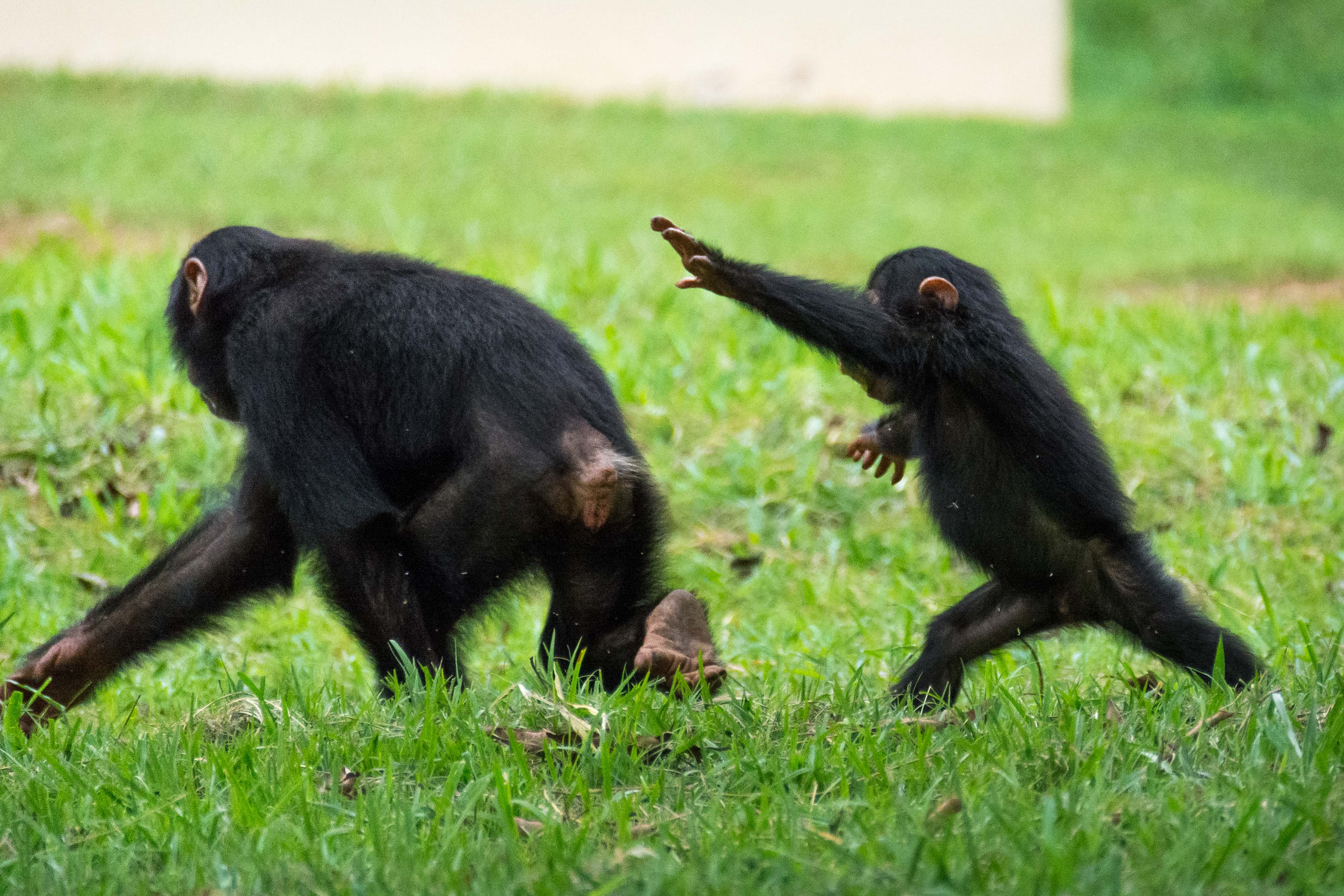 Chimp gestures reveal striking similarities to human conversations