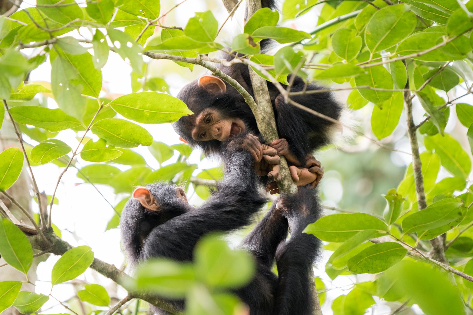 Chimp gestures reveal striking similarities to human conversations