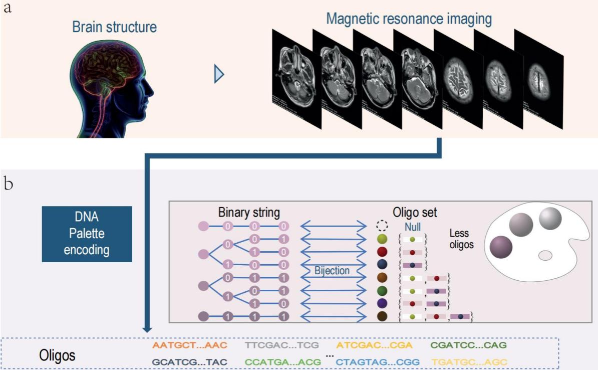 250,000 DNA sequences successfully store 11.28 MB of MRI information