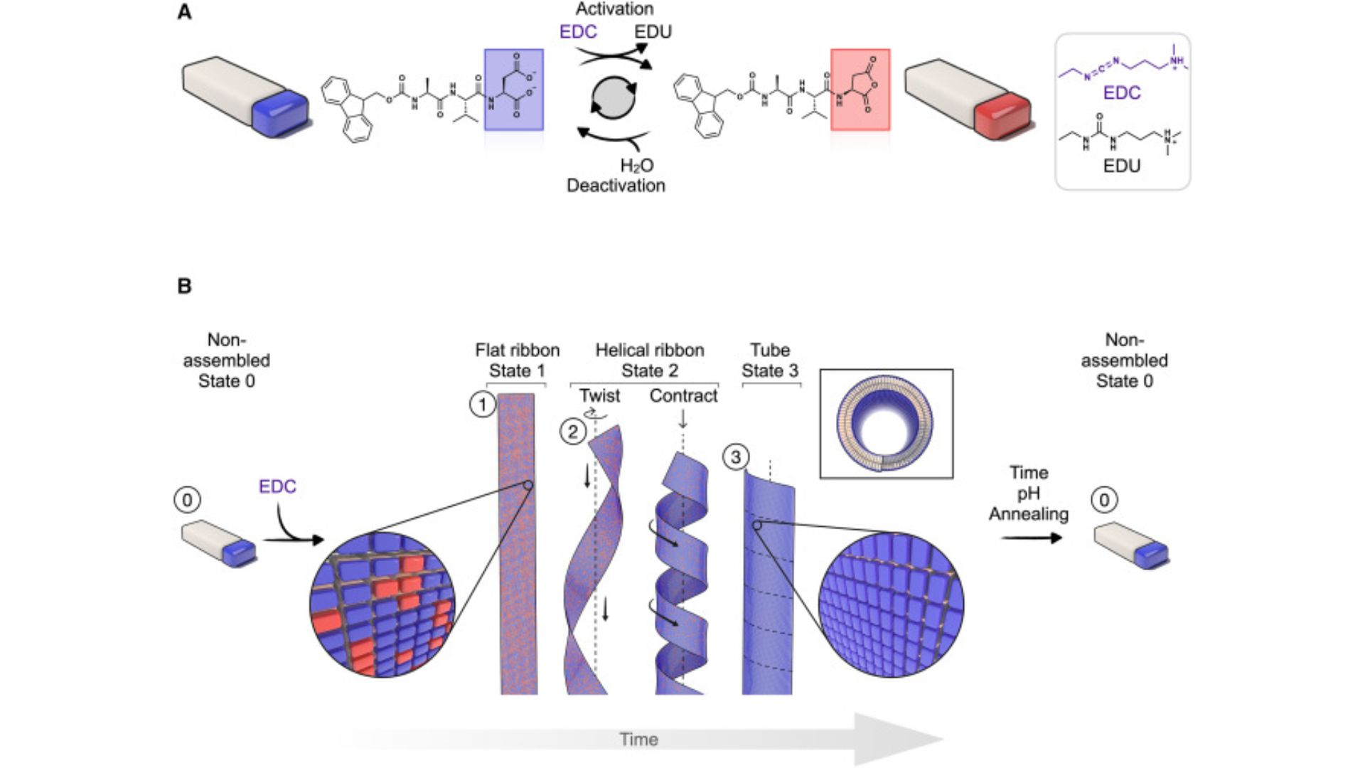 World’s first micrometer-long motor that runs on fuel made in Germany