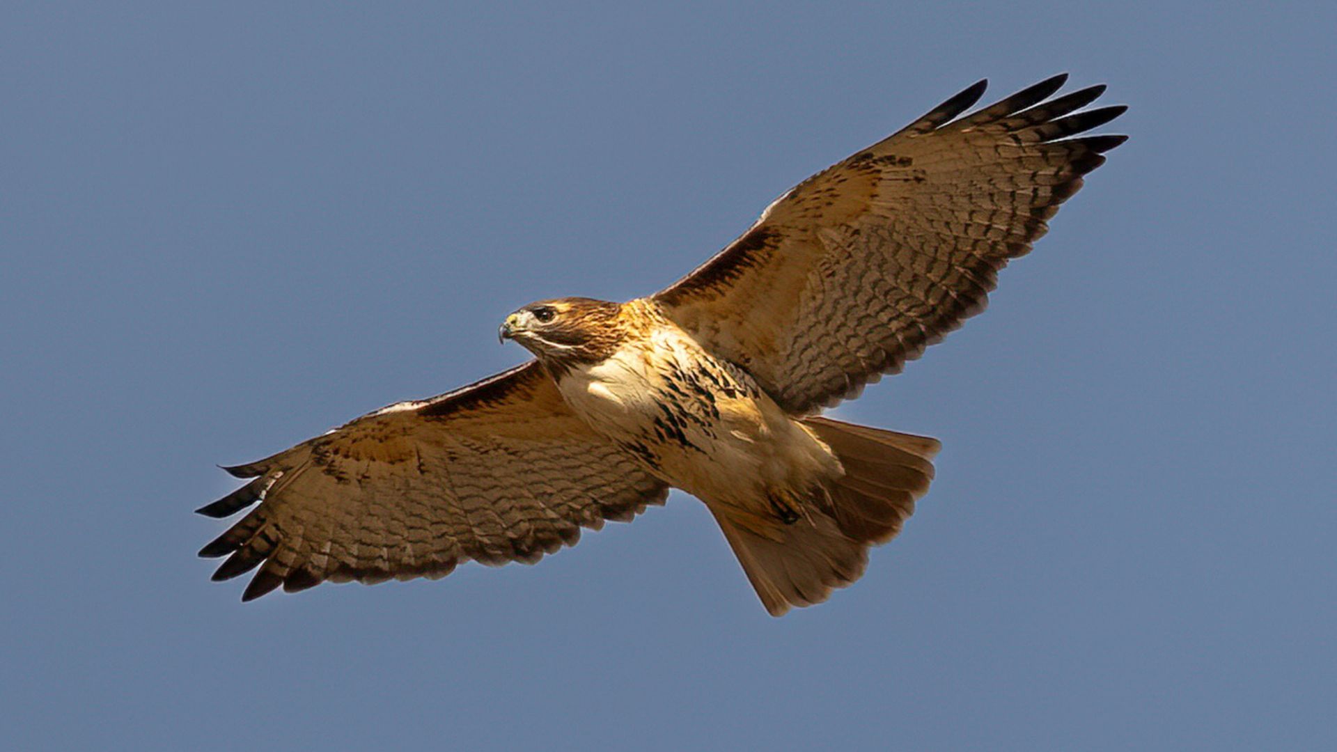 Winged guardian: Hawk deployed to safeguard waste transfer station