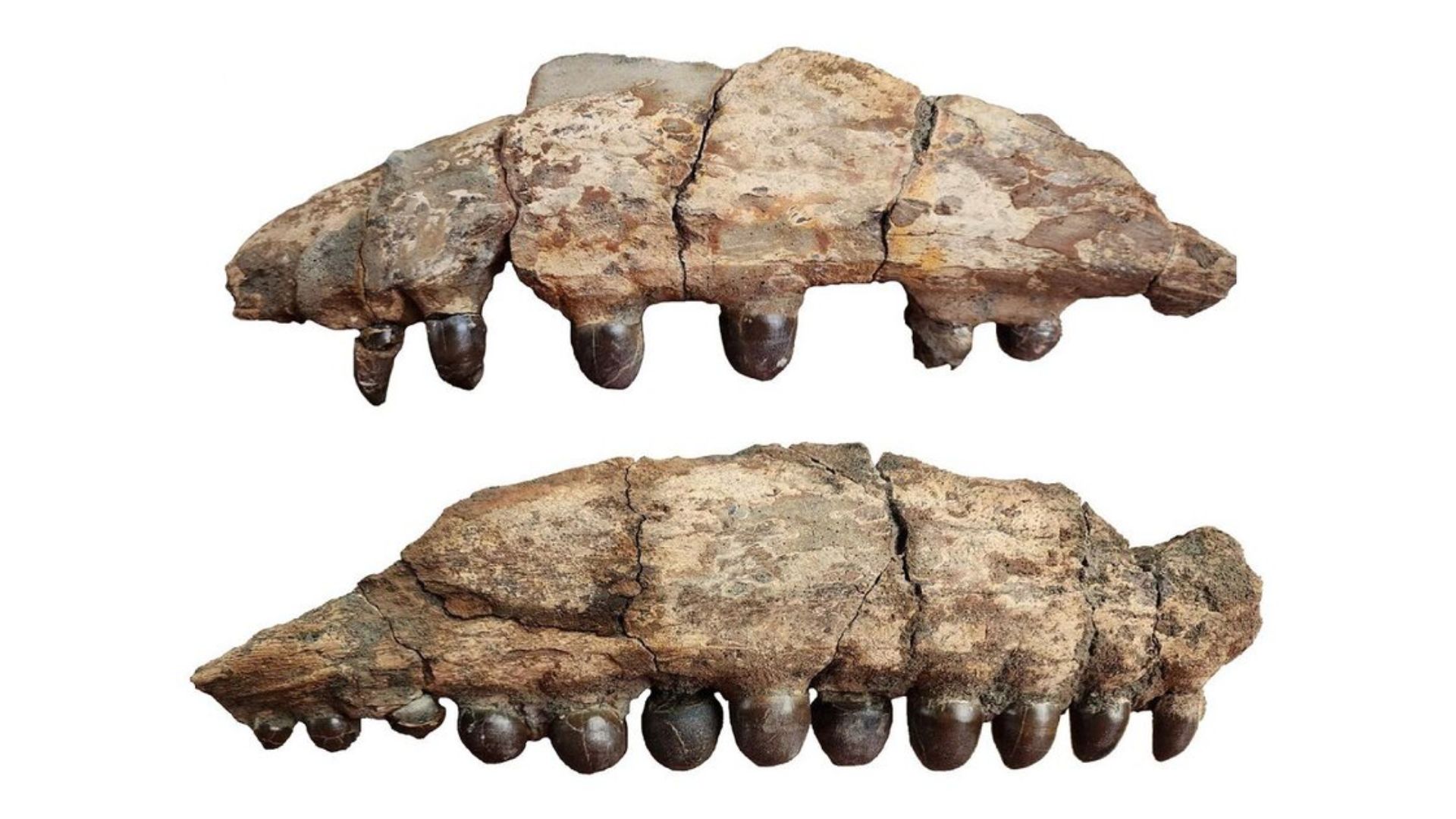 Rare 80 million-year-old sea monster fossil discovered in Texas