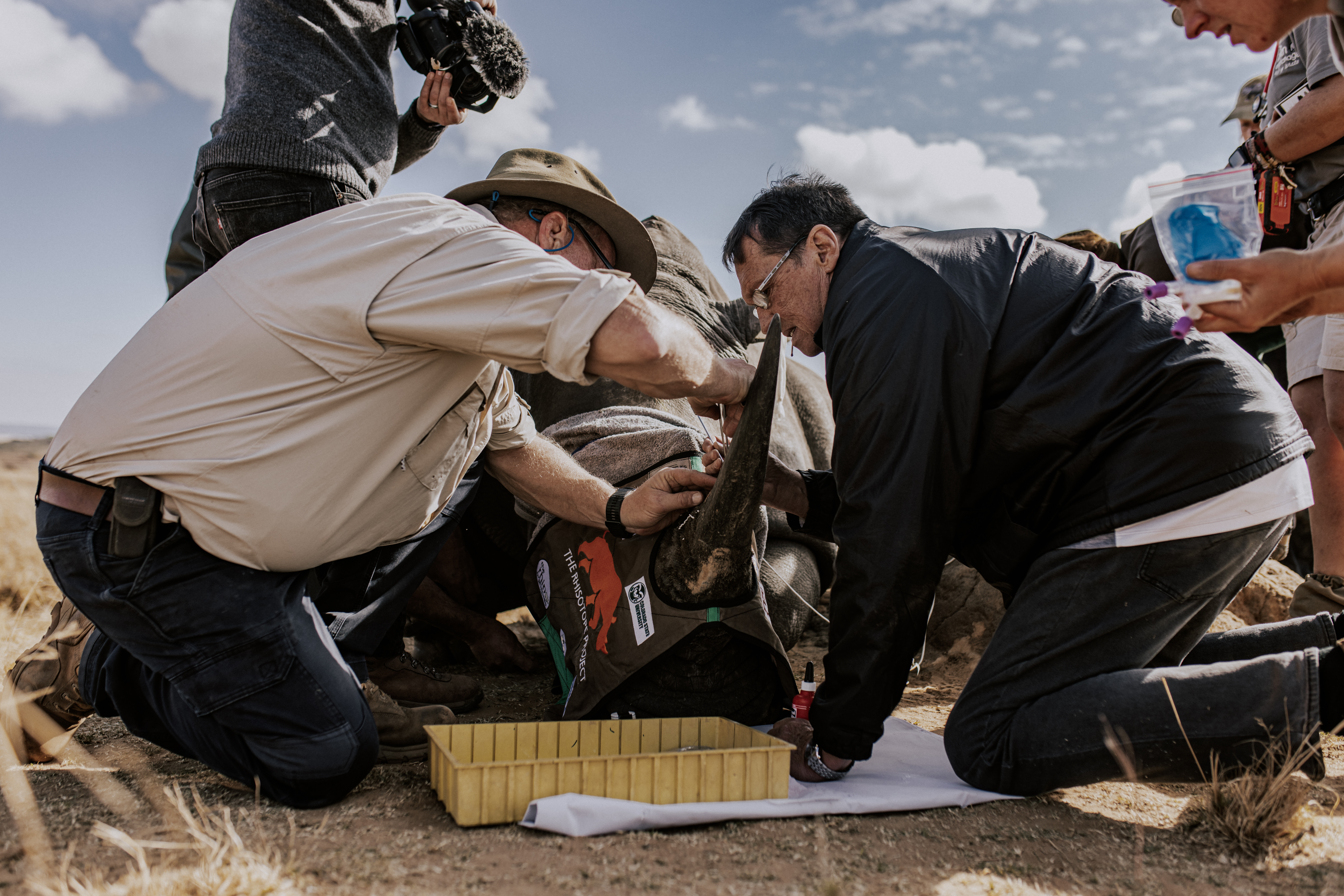 Radioactive rhinos: The nuclear solution to poaching crisis