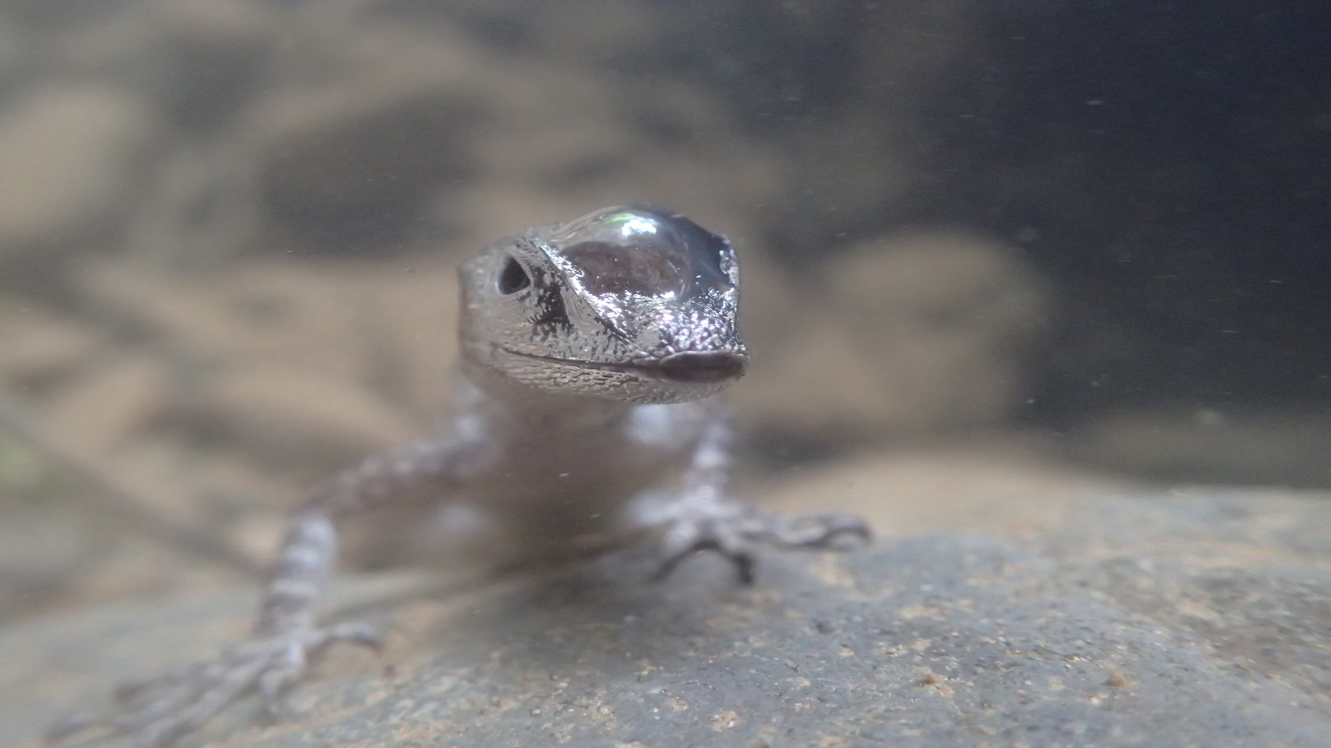 'Scuba-diving' lizard uses bubble to breathe underwater for 20 mins