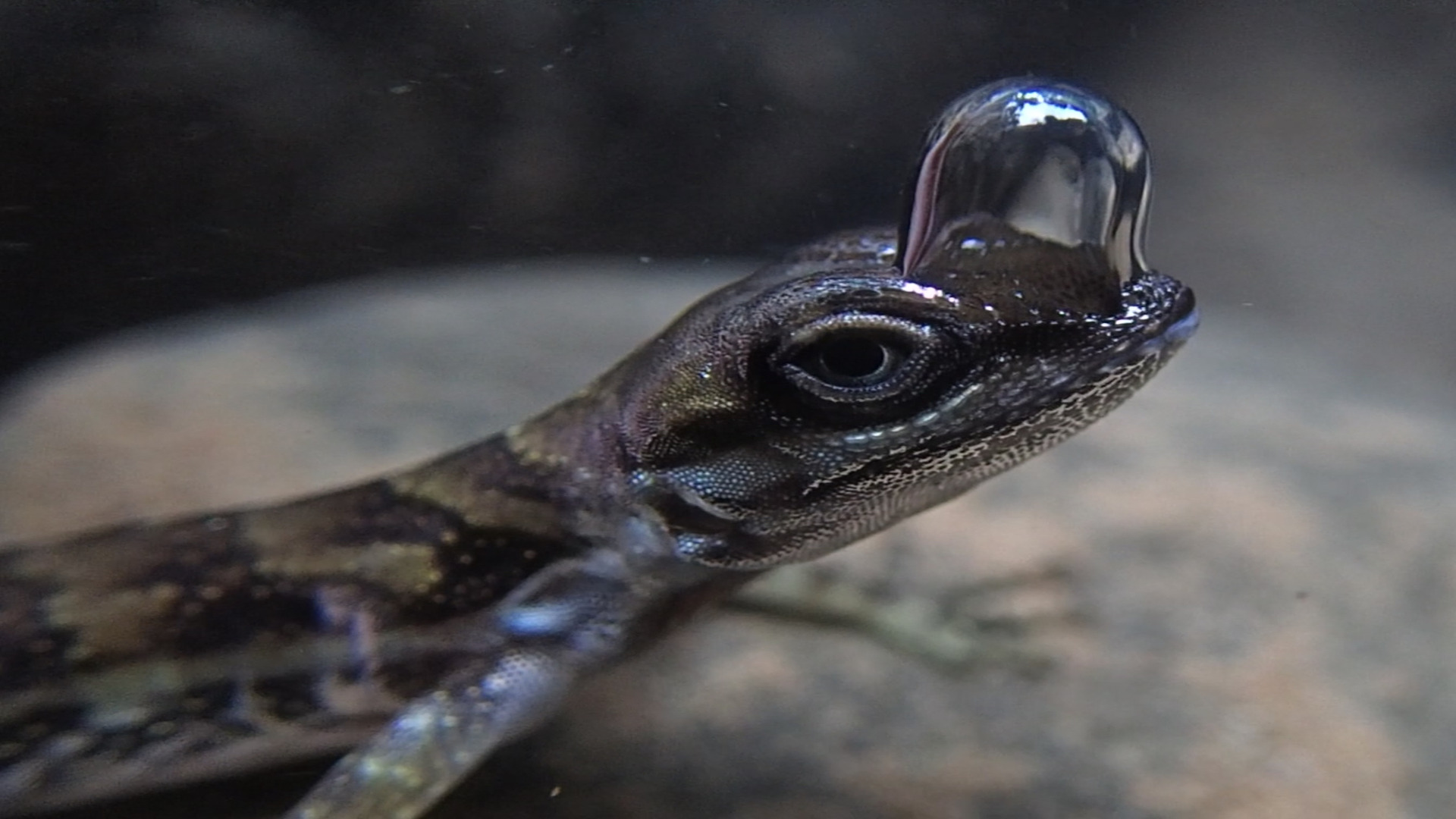 'Scuba-diving' lizard uses bubble to breathe underwater for 20 mins