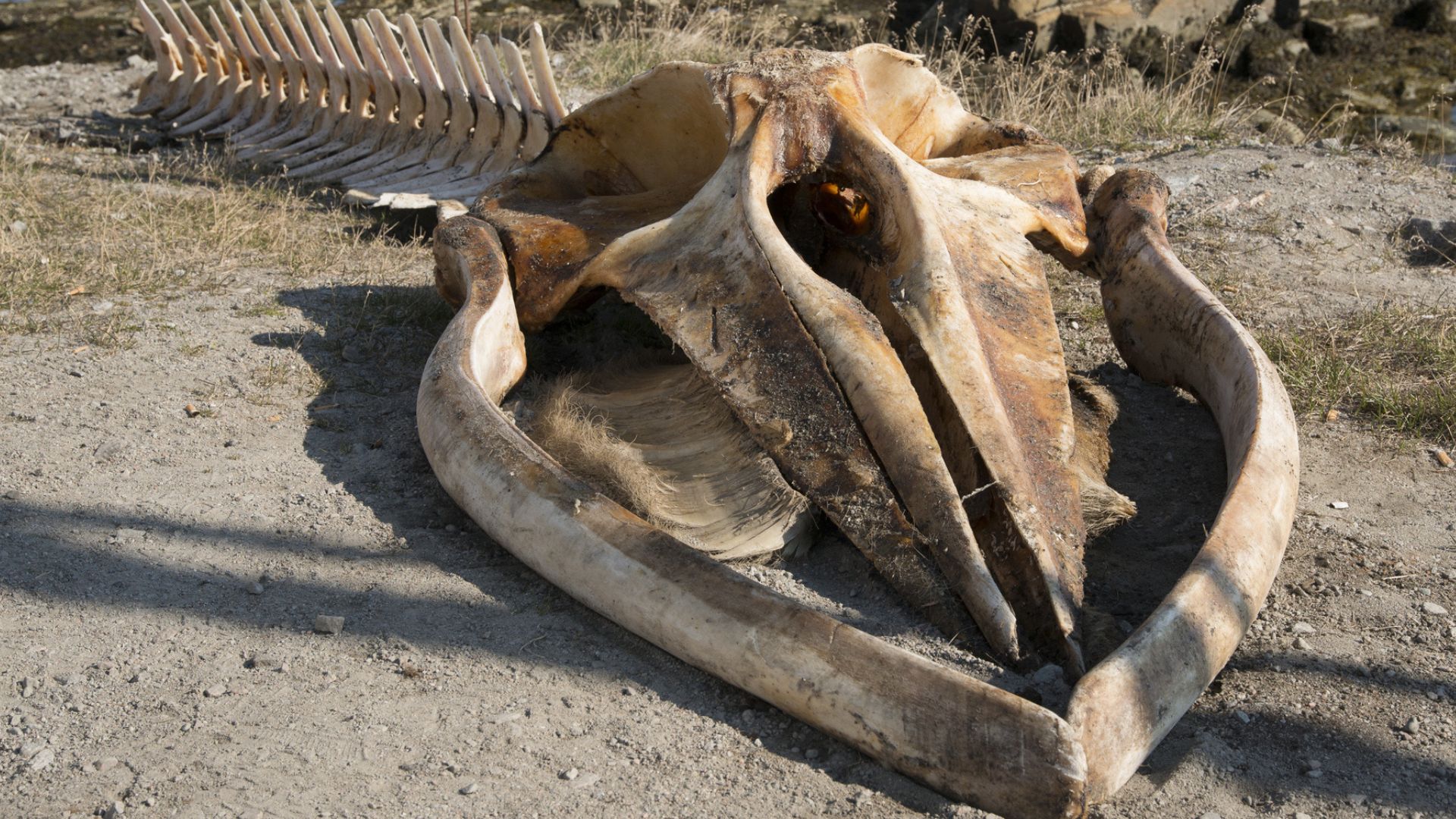 9 million-year-old whale bones, shark teeth unearthed at LA school