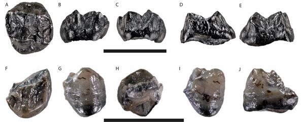 11-million-year-old fossils of smallest great ape unearthed