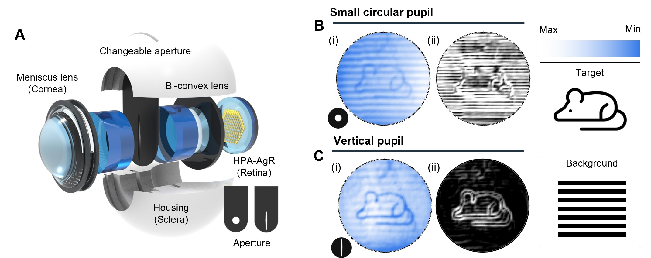 New camera mimics cat eyes to tackle low light, camouflage challenges