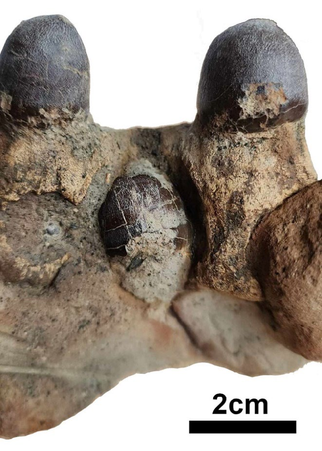Rare 80 million-year-old sea monster fossil discovered in Texas