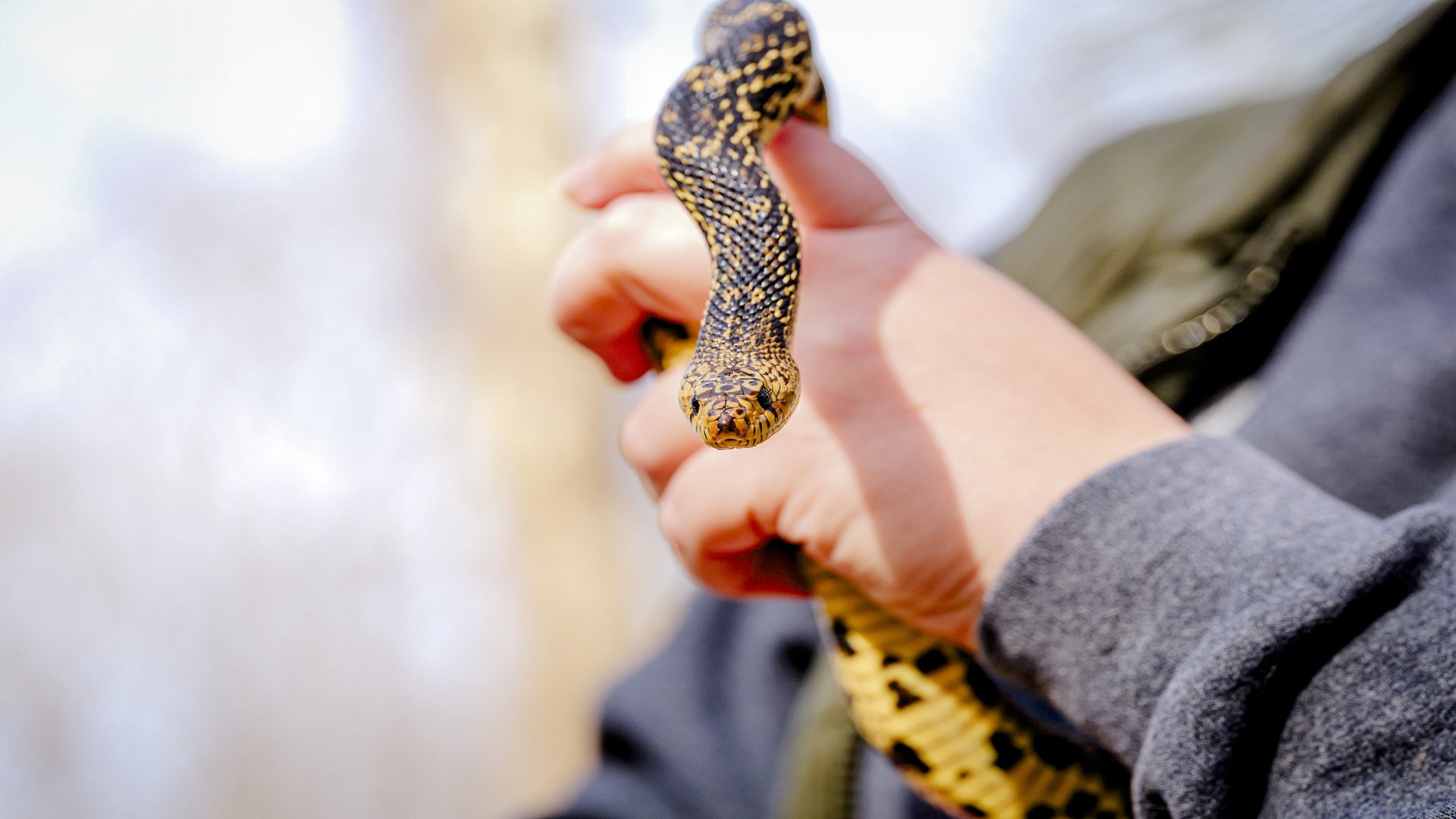 World-first snakelets born from frozen semen to save the species