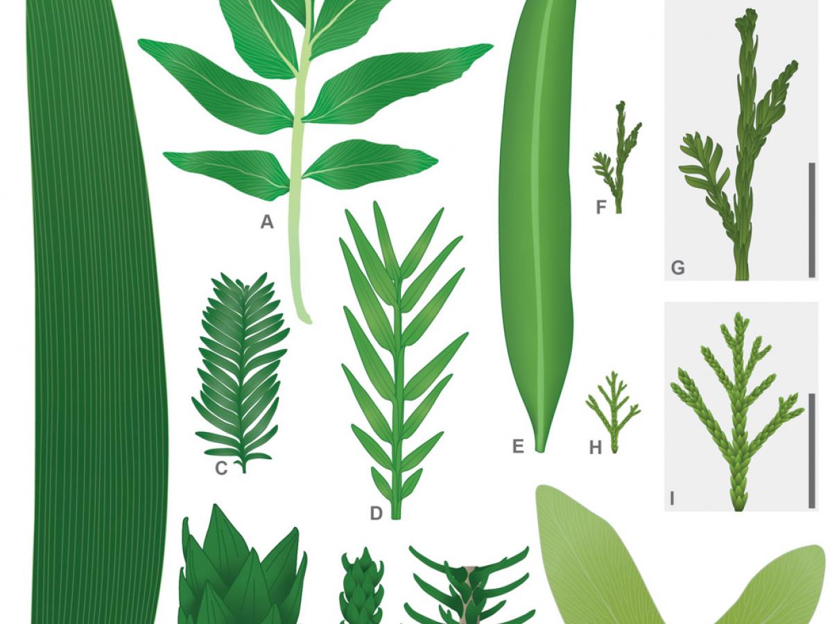 53-million-year-old polar rainforest fossils unearthed in Tasmania