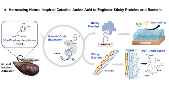 Mussel-inspired sticky bacteria break down plastic waste faster