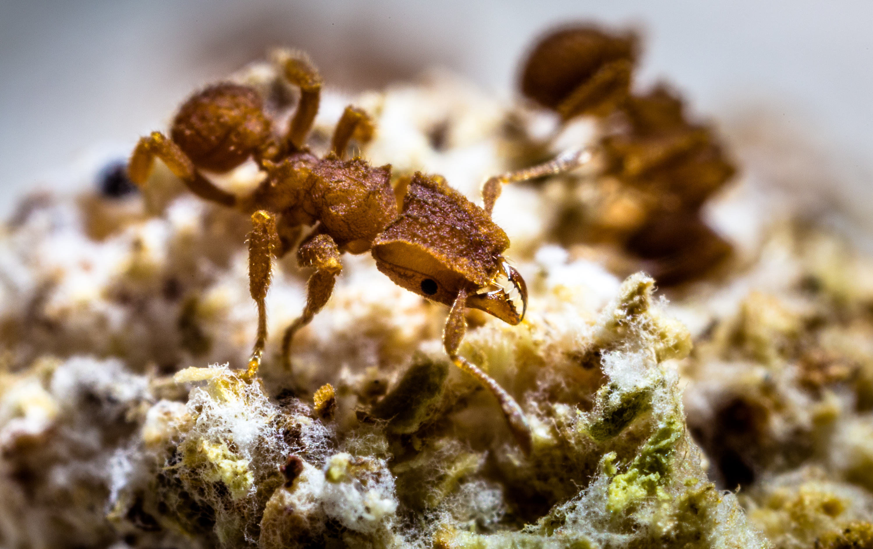 Ants started growing fungi after dinosaurs were wiped out: Study