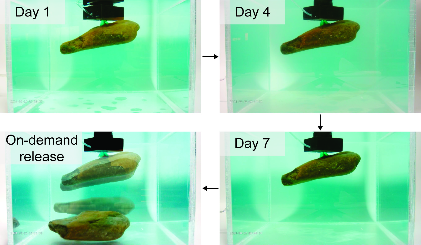New octopus-inspired adhesive displays exceptional underwater strength