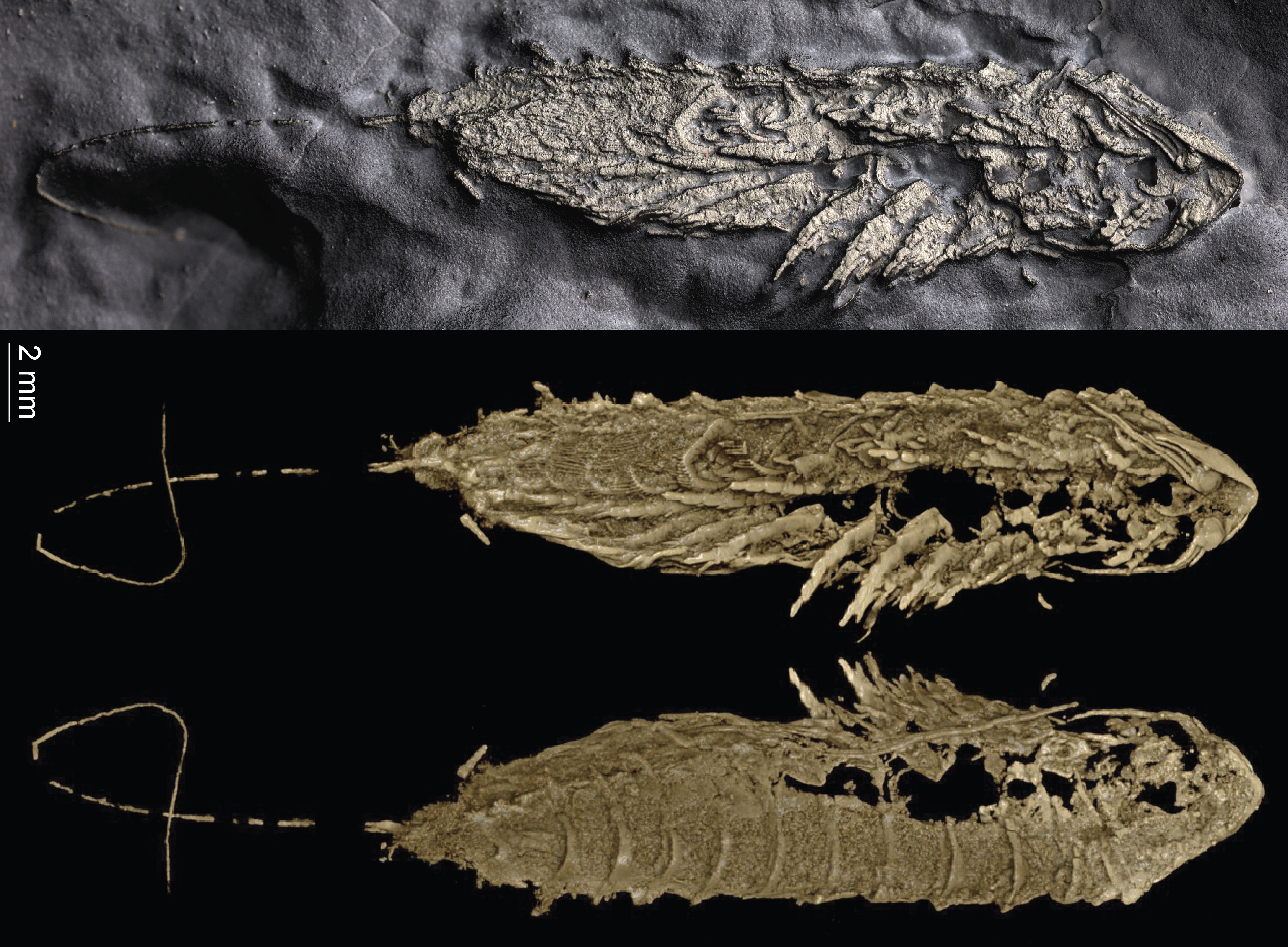 3D golden fossil arthropod discovered after 450 million years