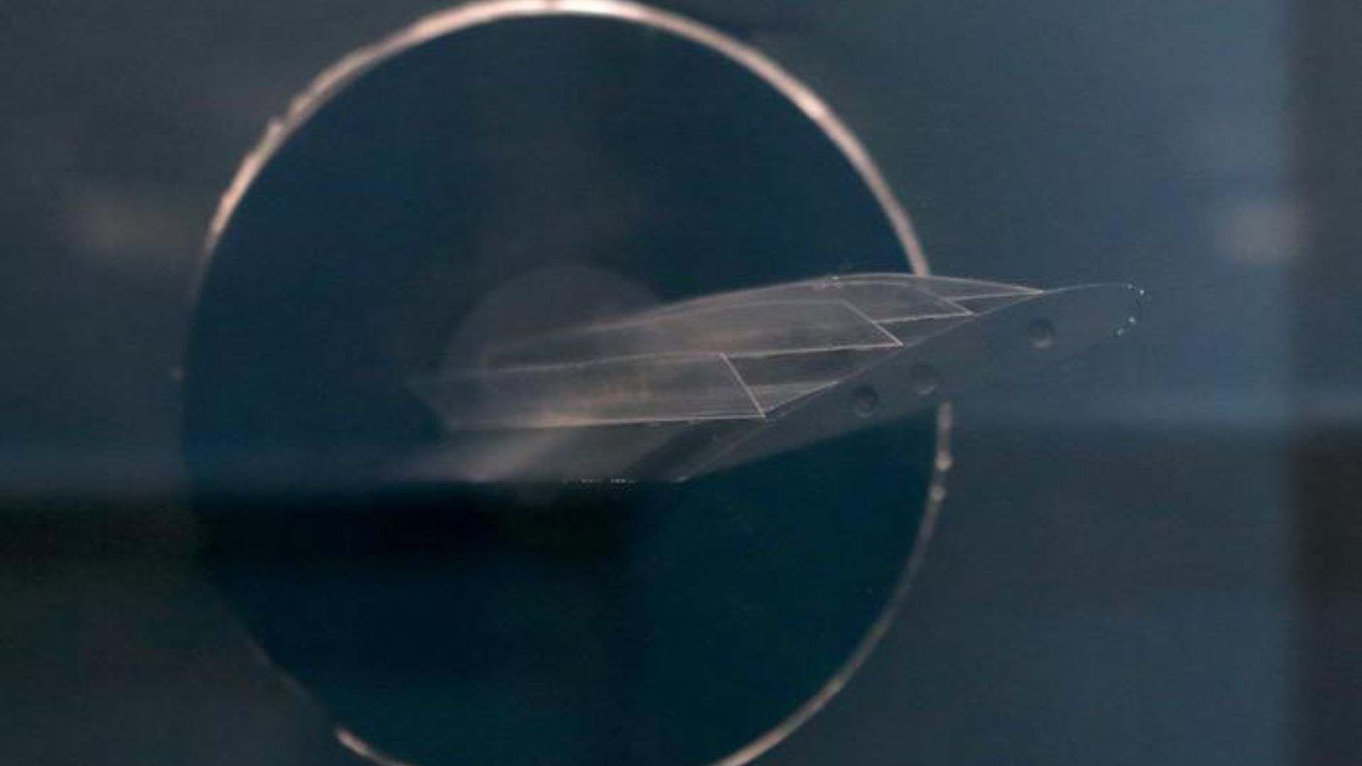 Princeton’s new bird feather-like wings boost aircraft lift by 45%