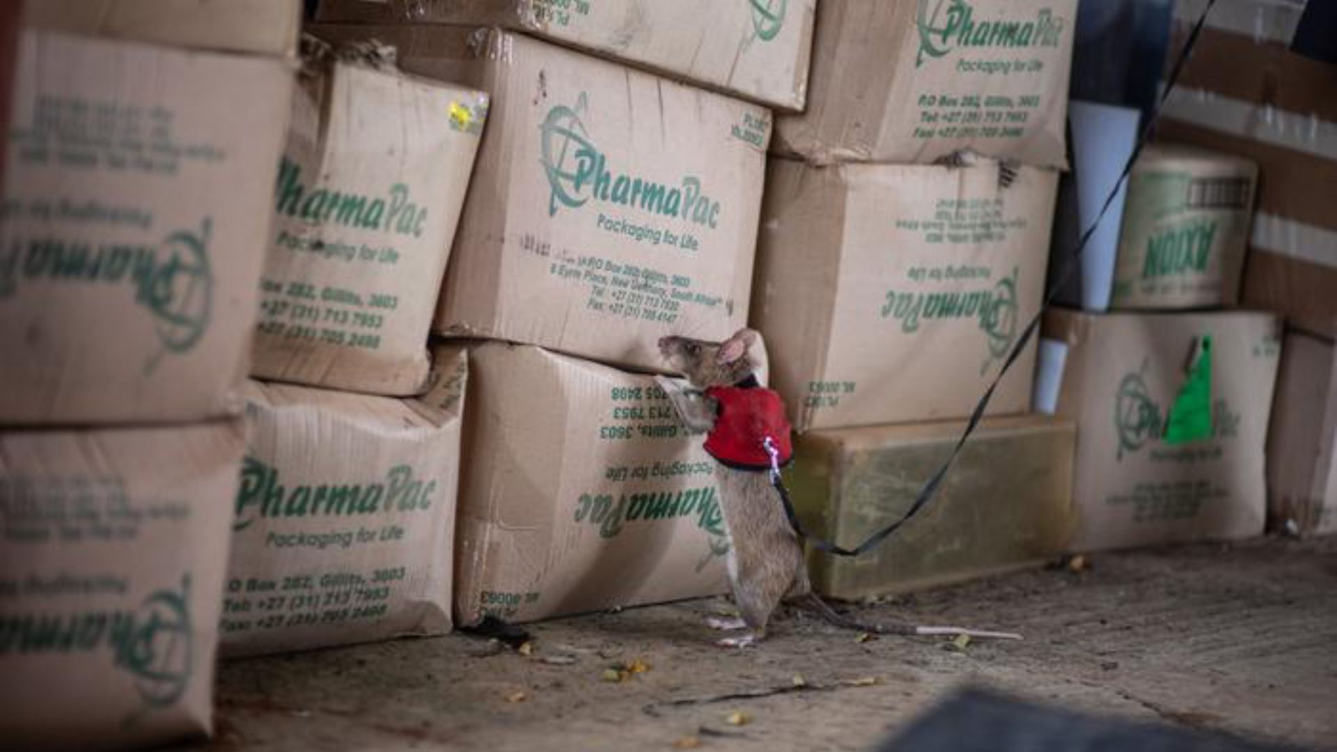 How giant African rats are trained to combat wildlife trafficking ...