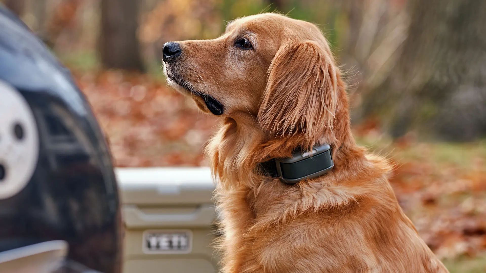 World's 1st virtual dog leash: No cellular signal, Wi-Fi, GPS needed