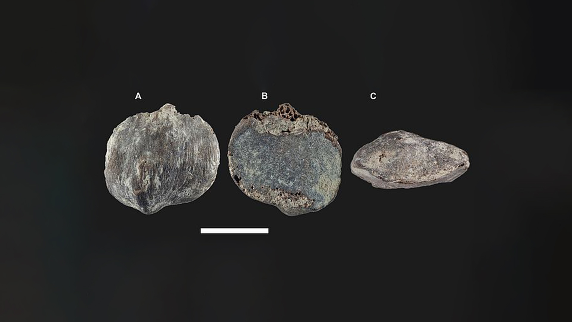 11-million-year-old fossils of smallest great ape unearthed