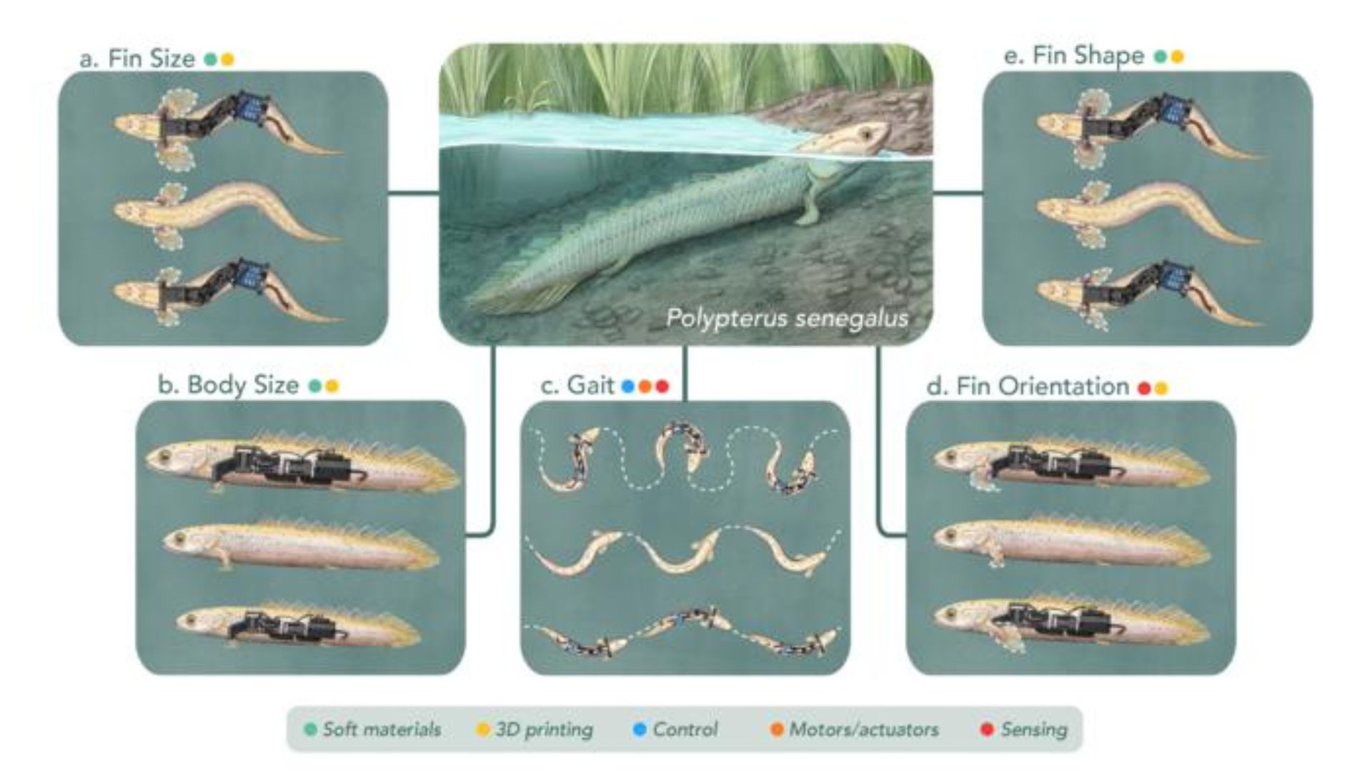 Robots to reveal how fish started walking on land 390 million years ago