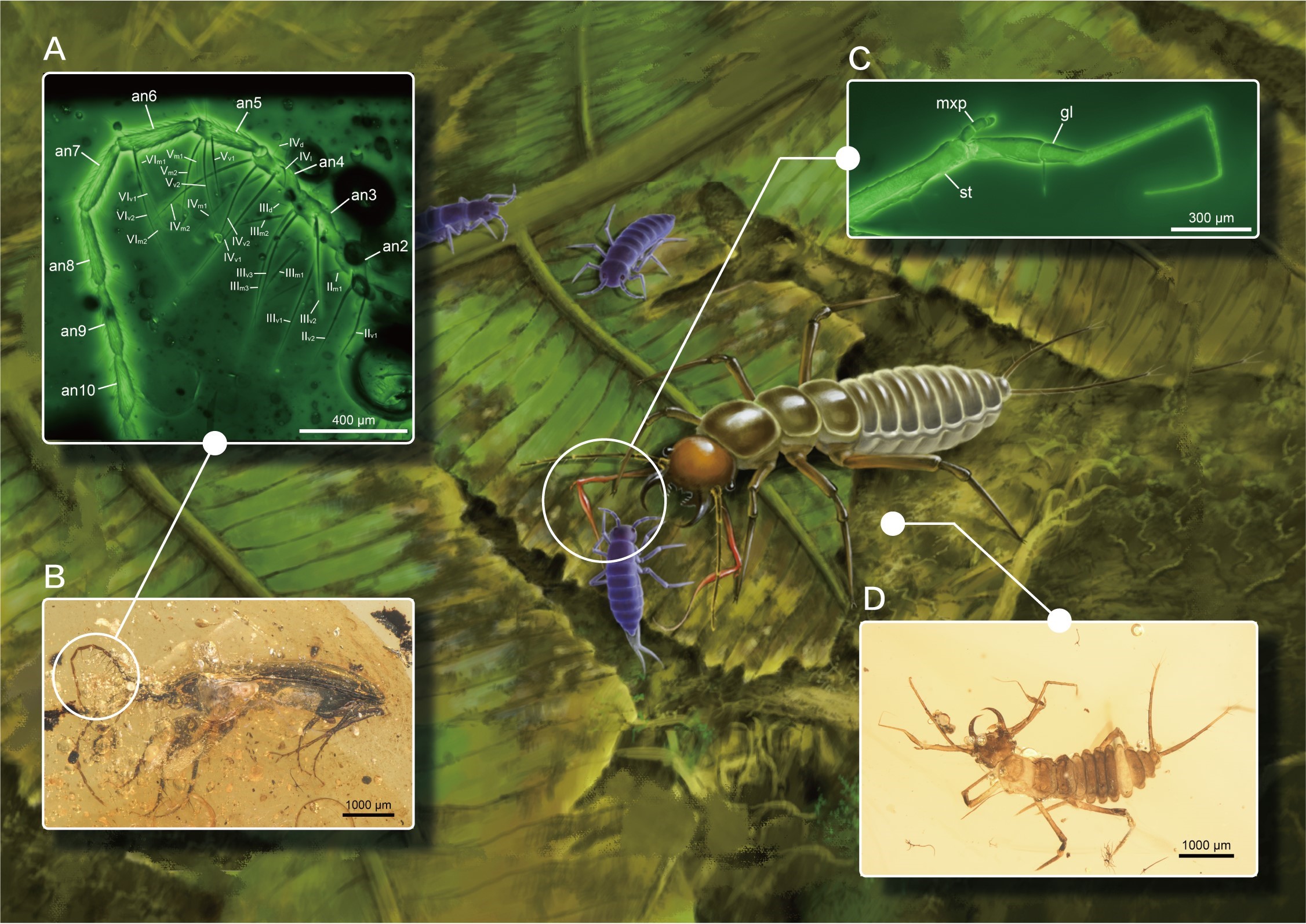 Evolution-defying ancient beetle unchanged for 100 million years