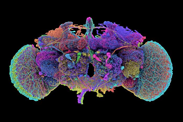 139,000 neurons of adult fruit fly brain mapped for the first time 139,000 neurons of adult fruit fly brain mapped for the first time